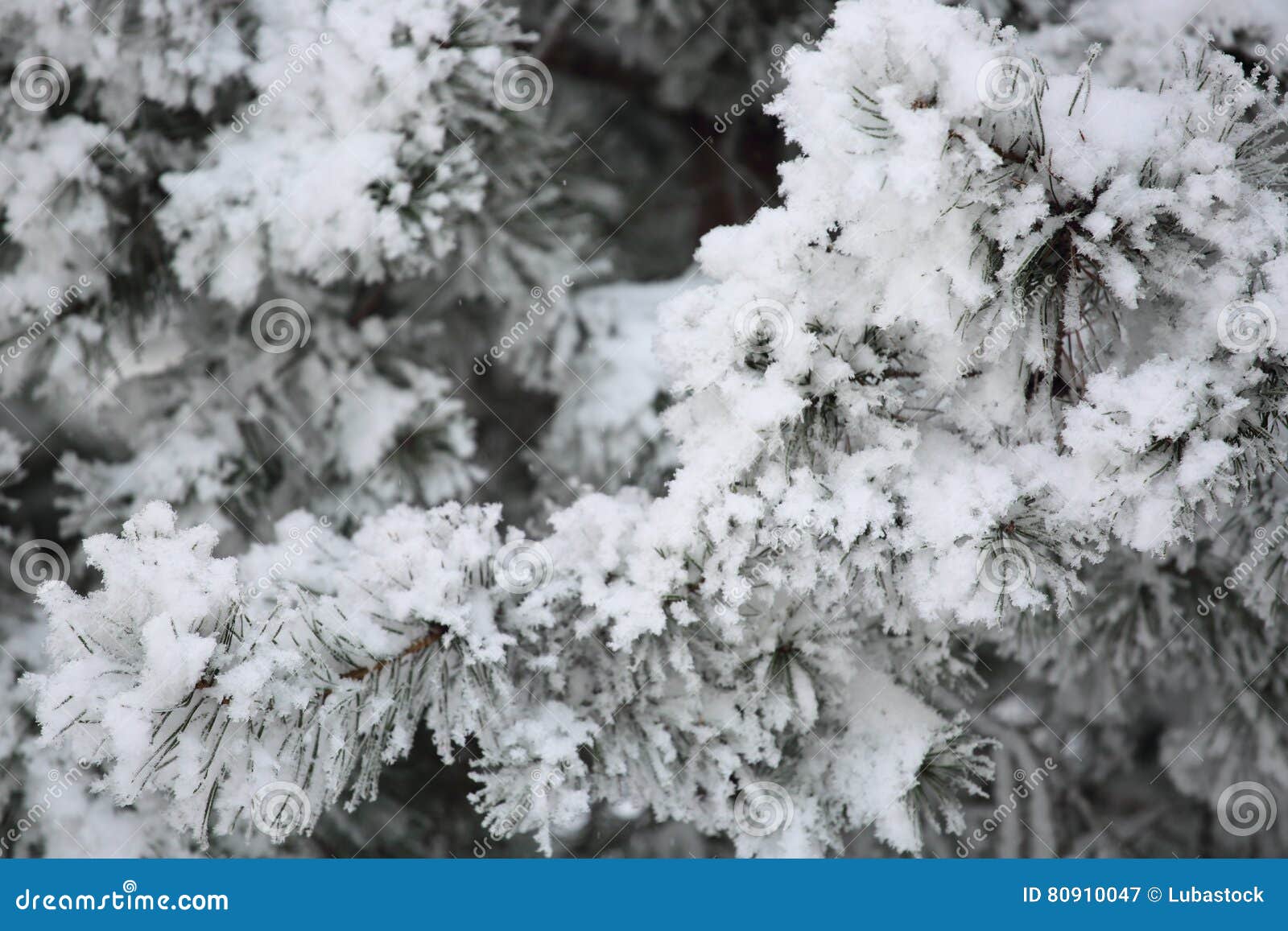Hoarfrost on pine stock image. Image of frost, natural - 80910047
