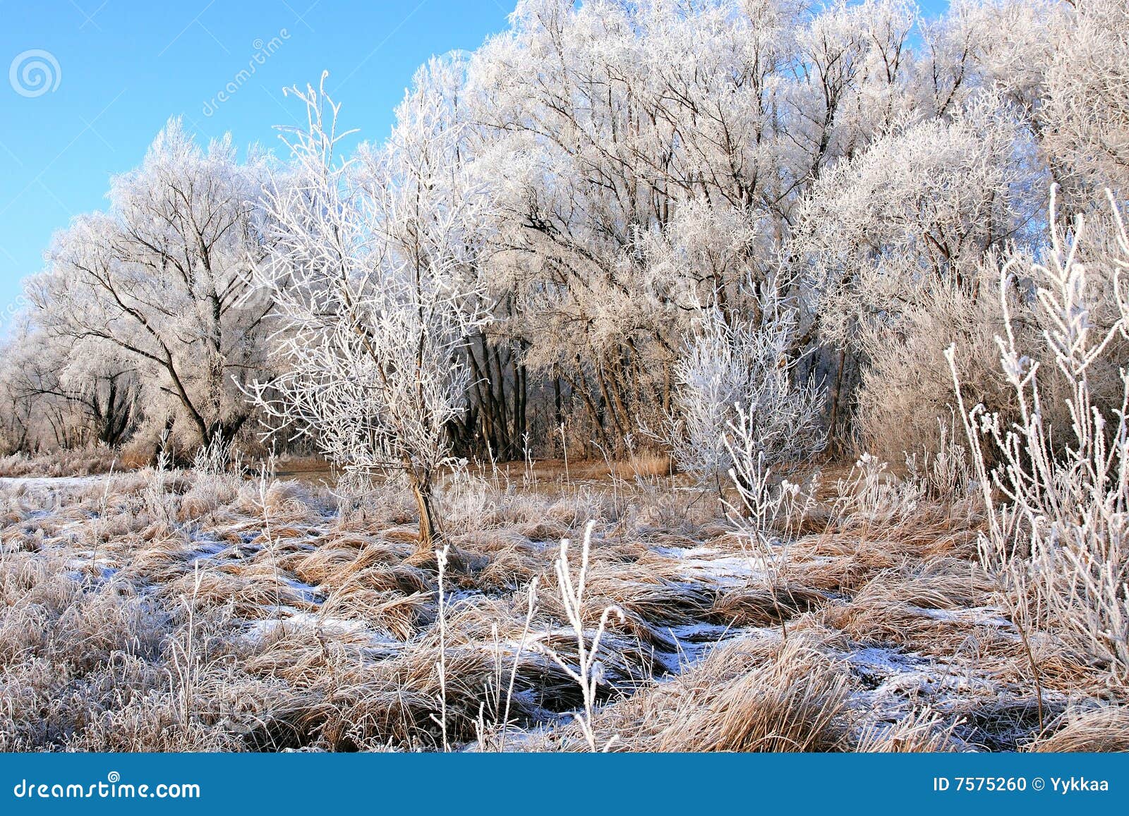 Hoarfrost on a plant. stock photo. Image of spring, frost - 7575260