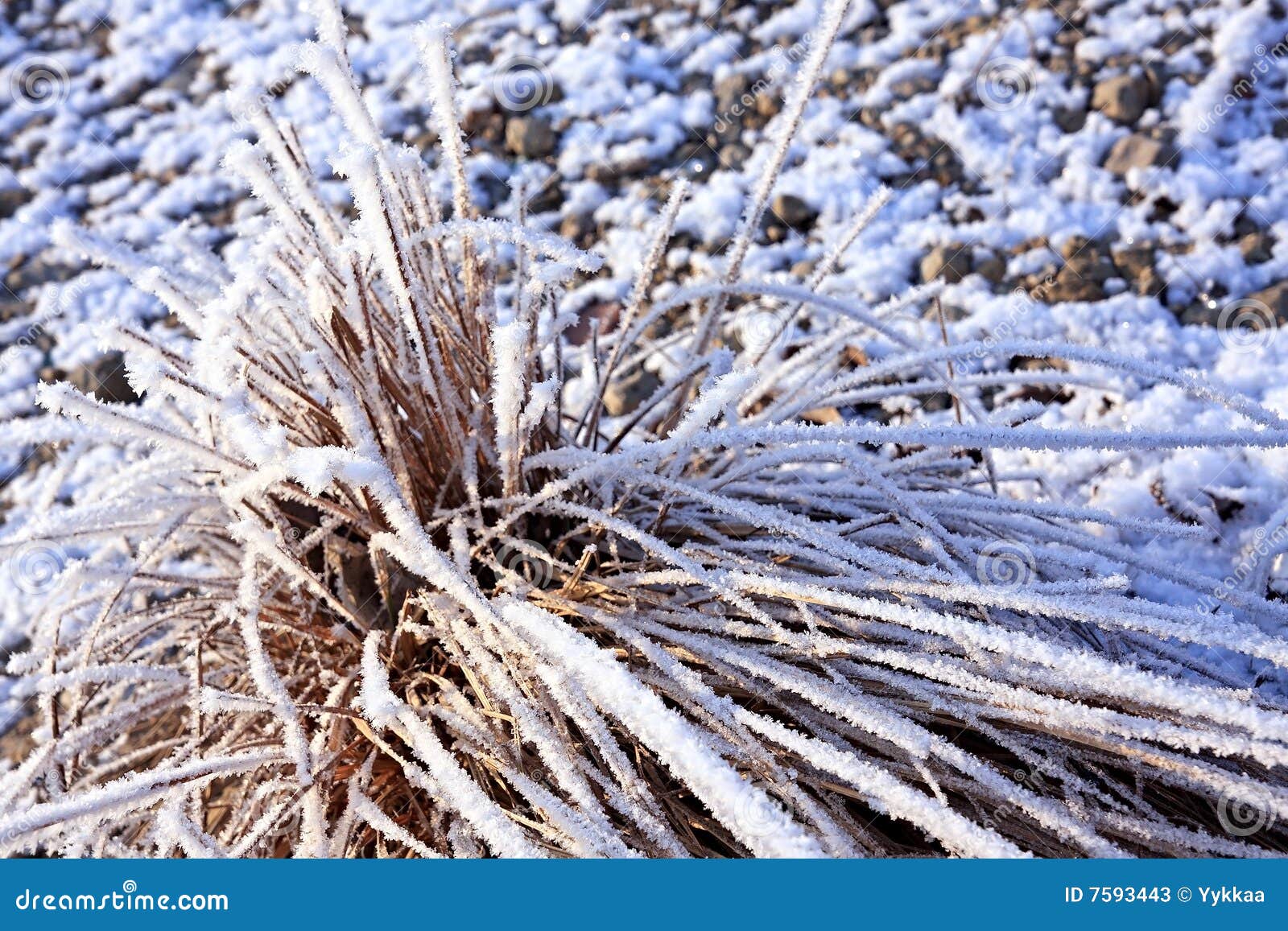 Hoarfrost on a plant. stock image. Image of frost, snow - 7593443