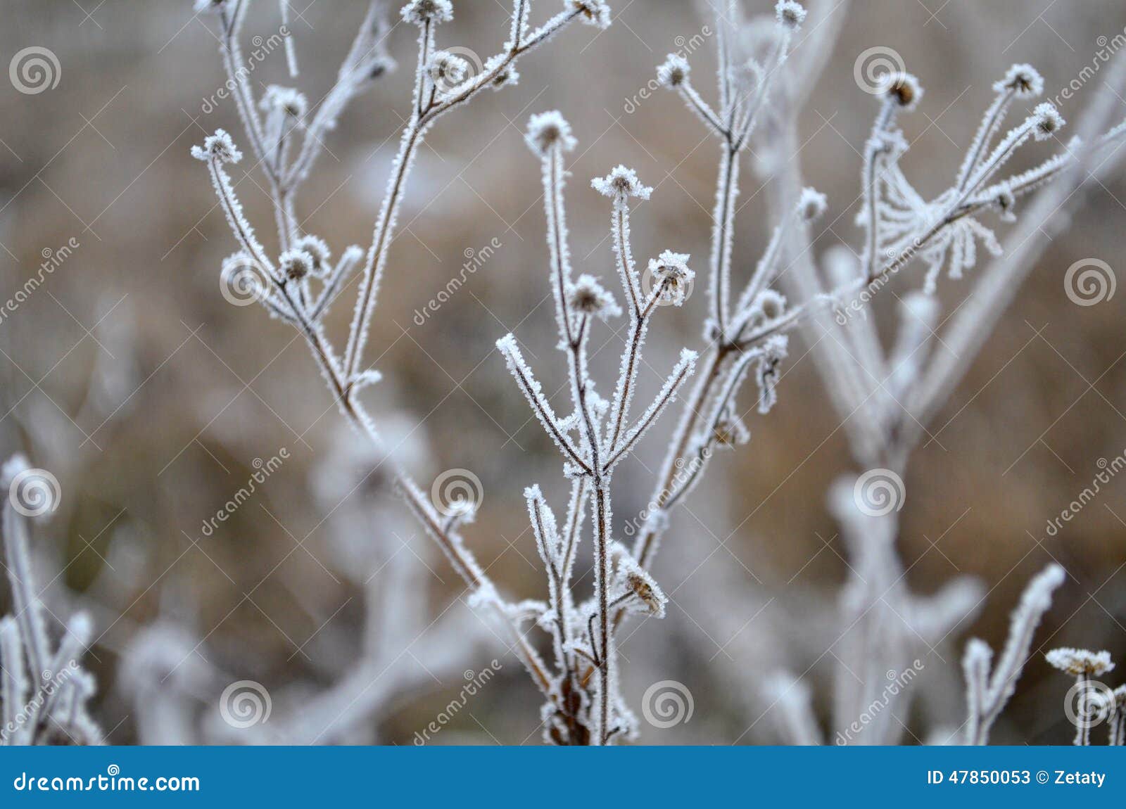 Hoarfrost stock image. Image of autumn, leaves, grass - 47850053