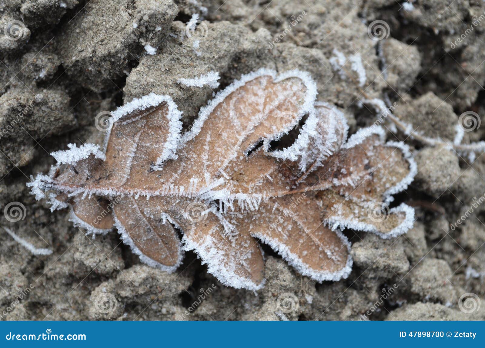 Hoarfrost stock photo. Image of nature, green, autumn - 47898700