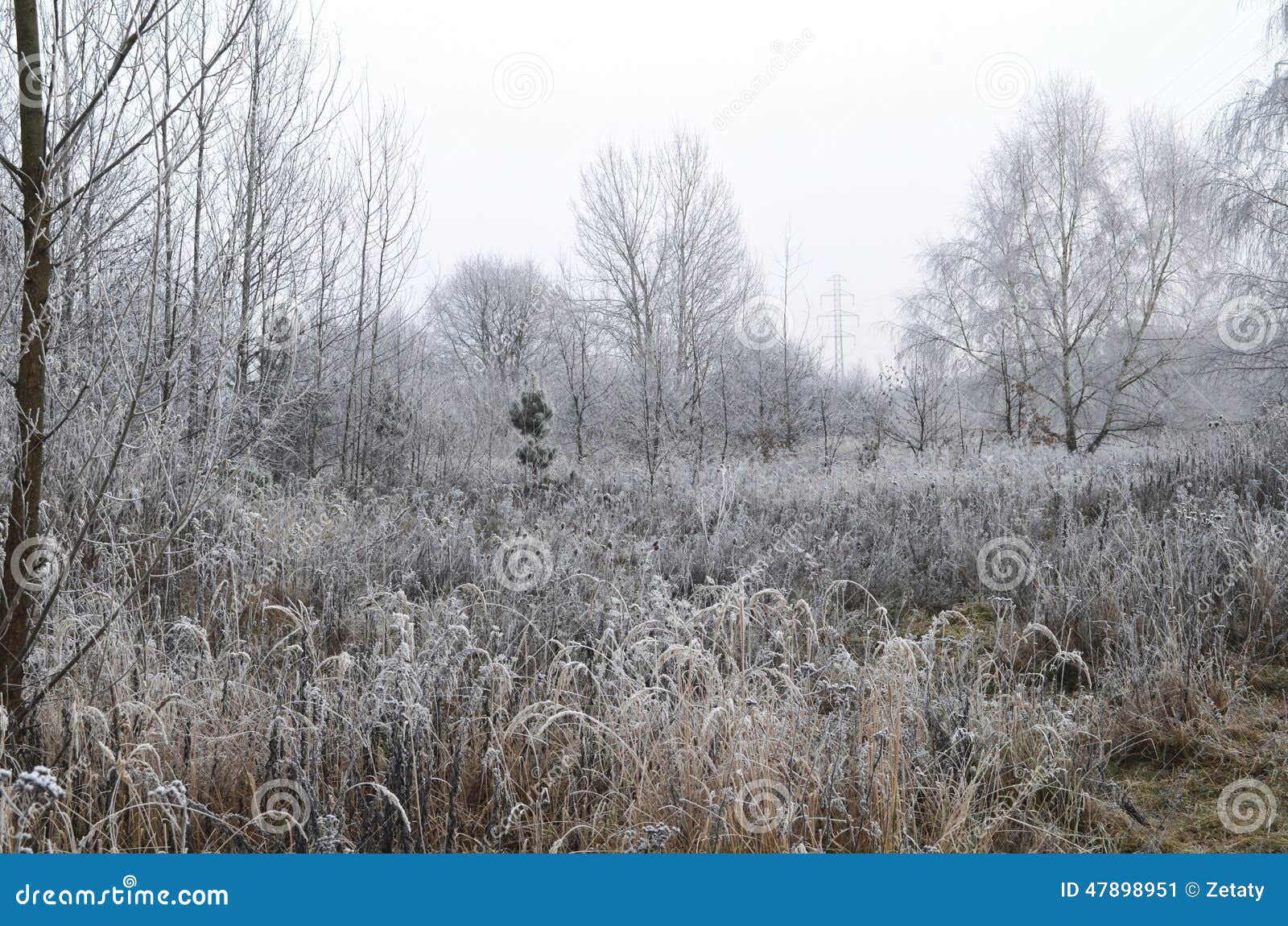 Hoarfrost stock image. Image of hoar, green, covered - 47898951
