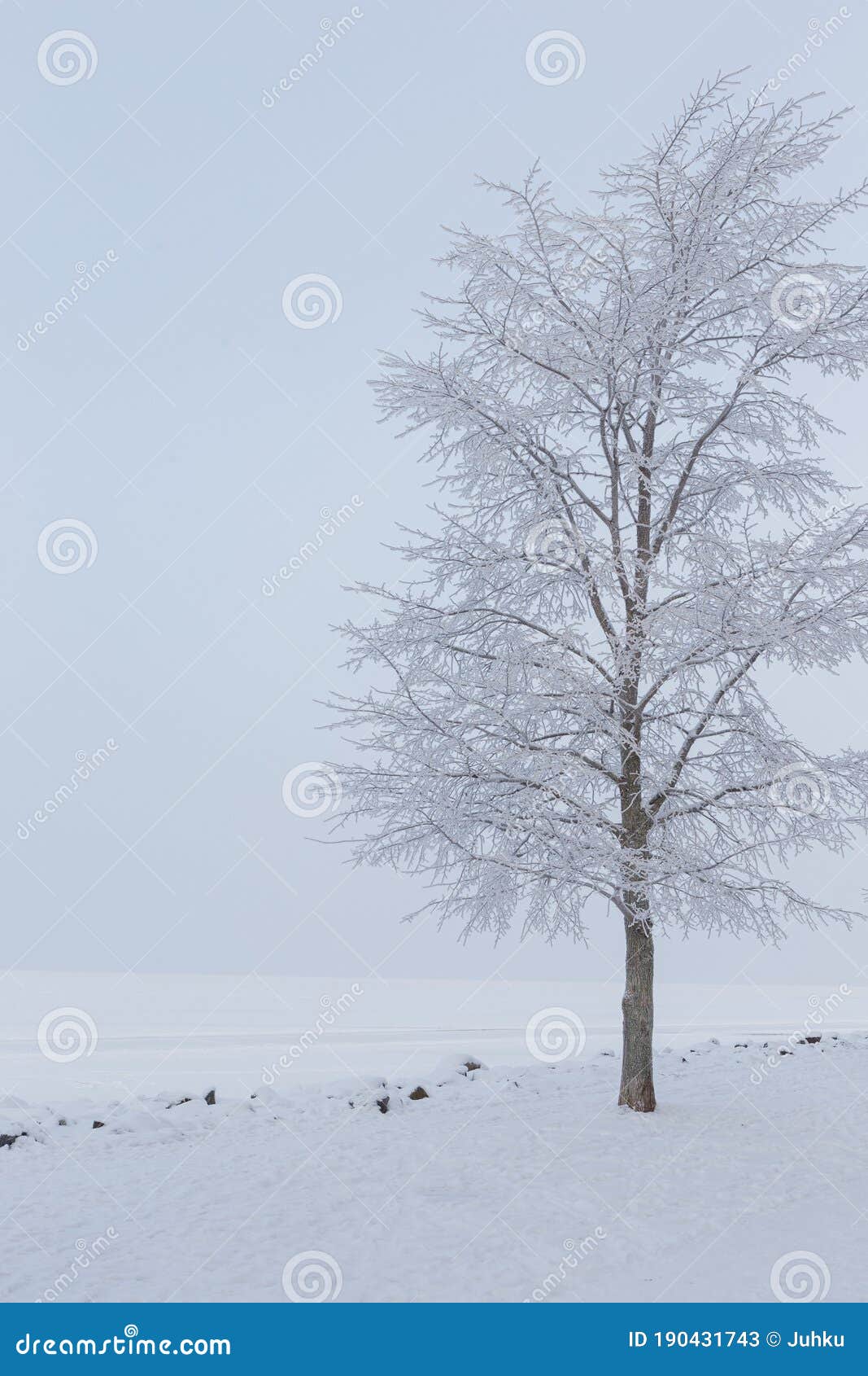 Hoarfrost Snow on Tree at Winter Stock Image - Image of nature, rough ...