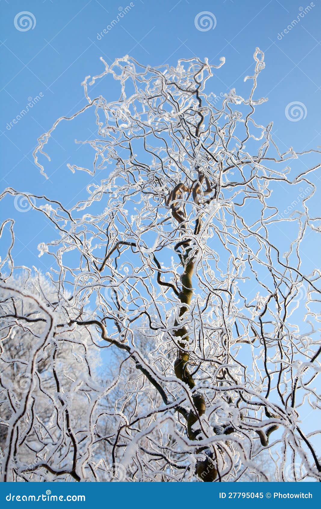 Hoarfrost tree stock image. Image of landscape, season - 27795045