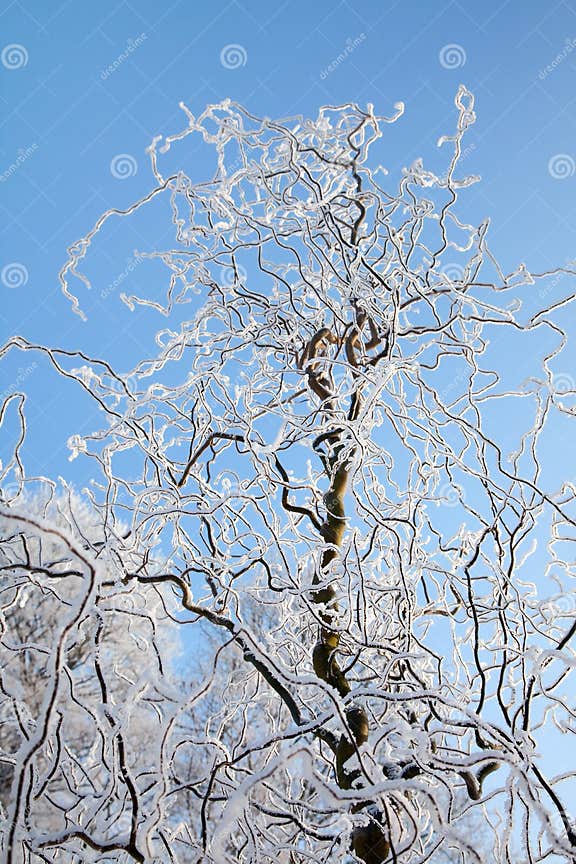Hoarfrost tree stock image. Image of landscape, season - 27795045