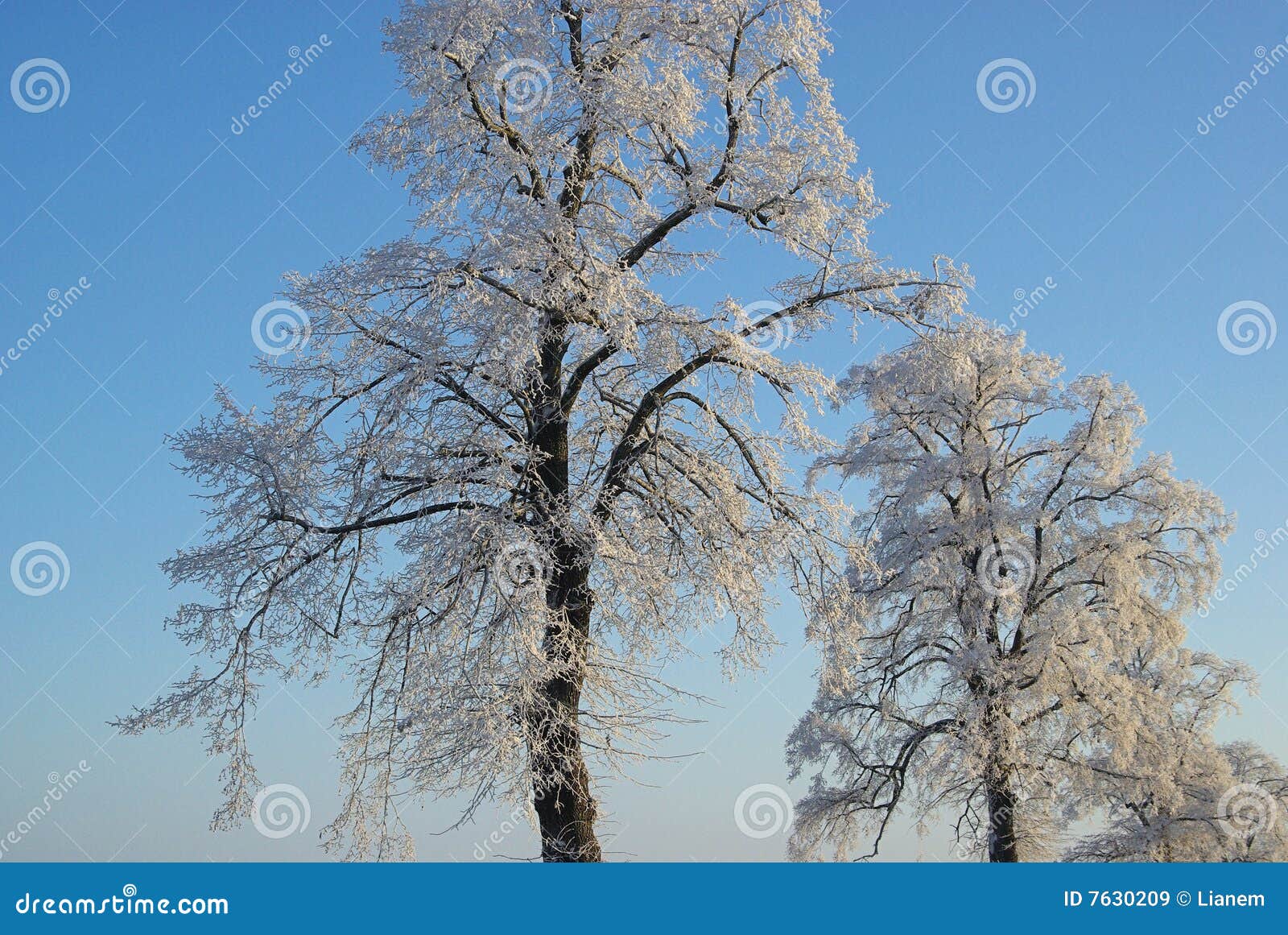 Hoarfrost tree stock image. Image of rime, blue, tree - 7630209