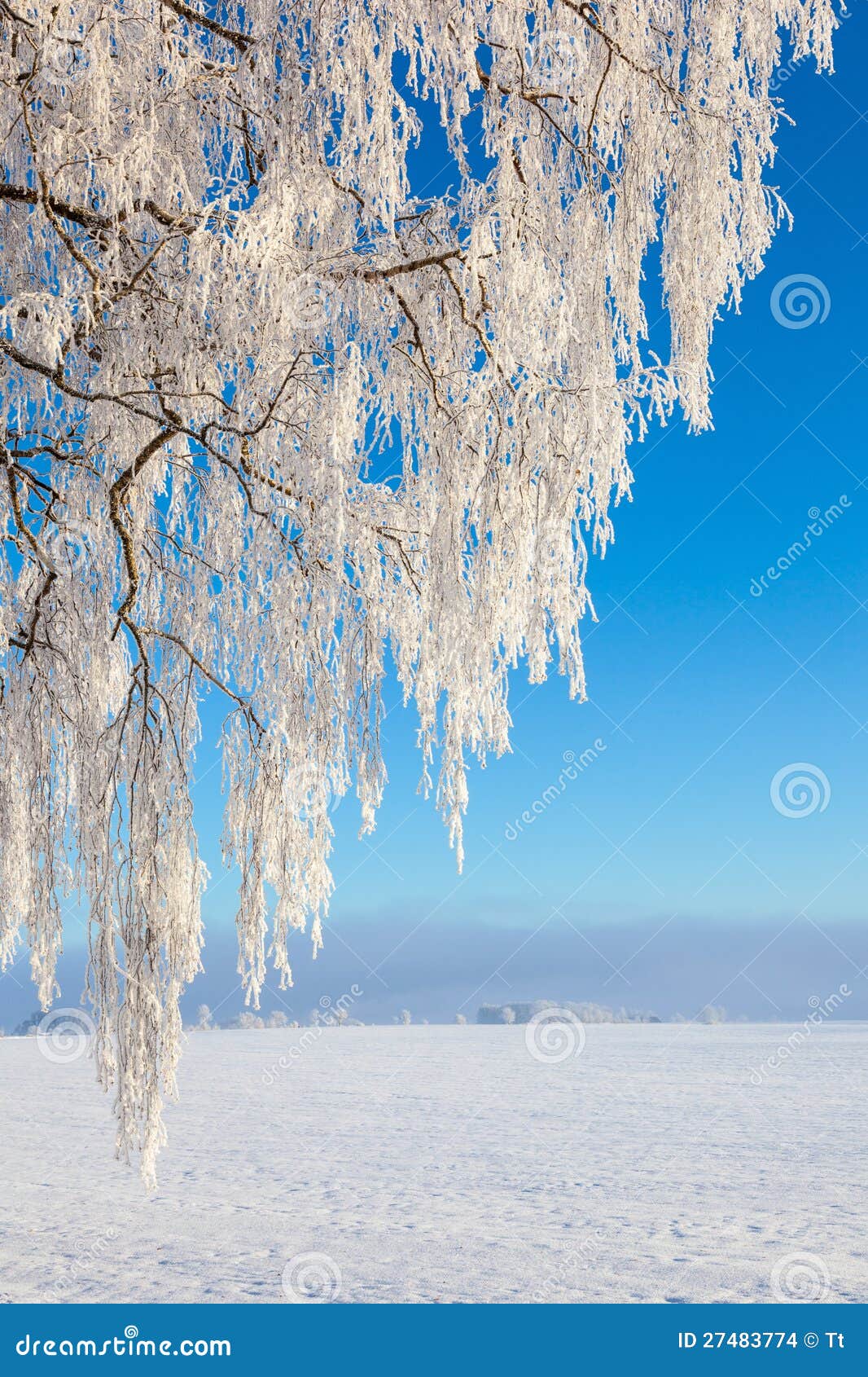 Hoarfrost on tree branch stock photo. Image of hoarfrost - 27483774