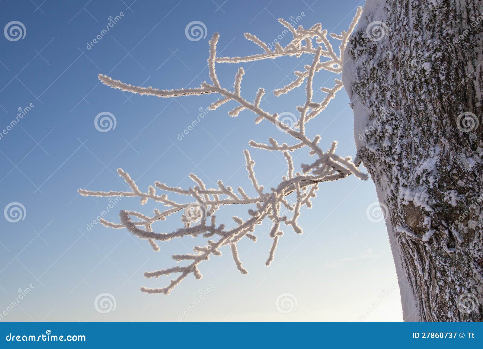 Hoarfrost on a tree branch stock image. Image of white - 27860737
