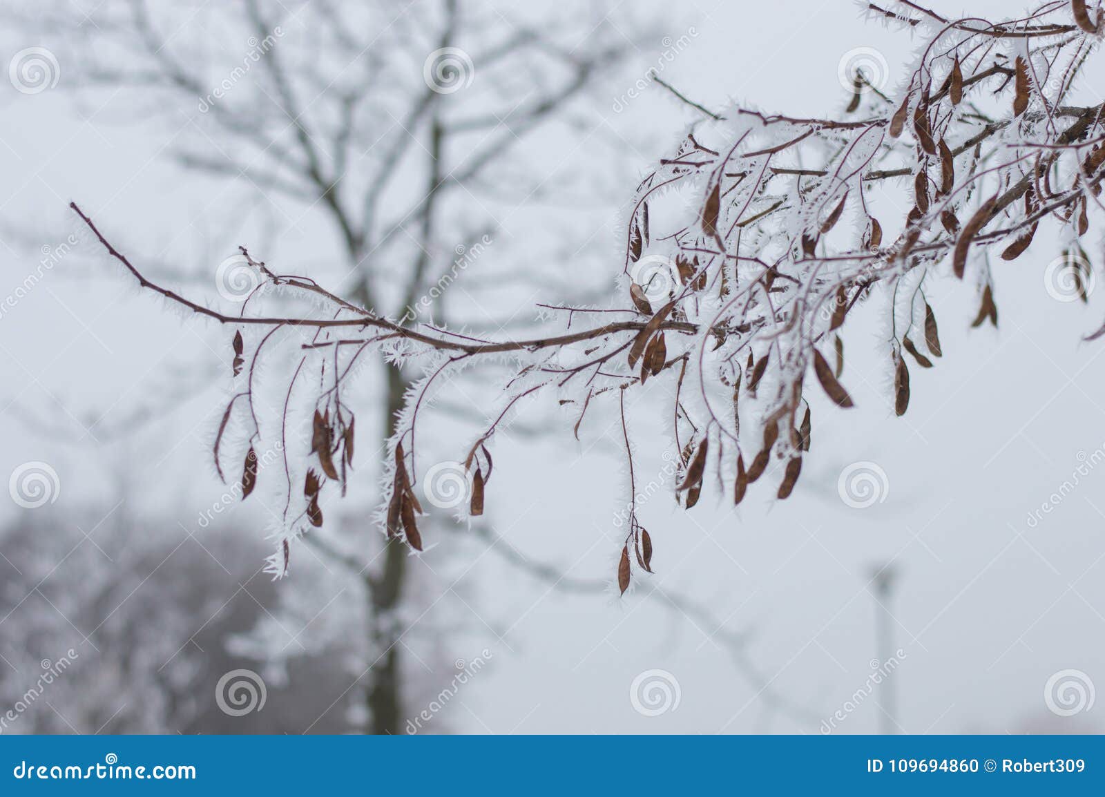 Hoarfrost on the Tree Branch. Stock Photo - Image of forest, cold ...
