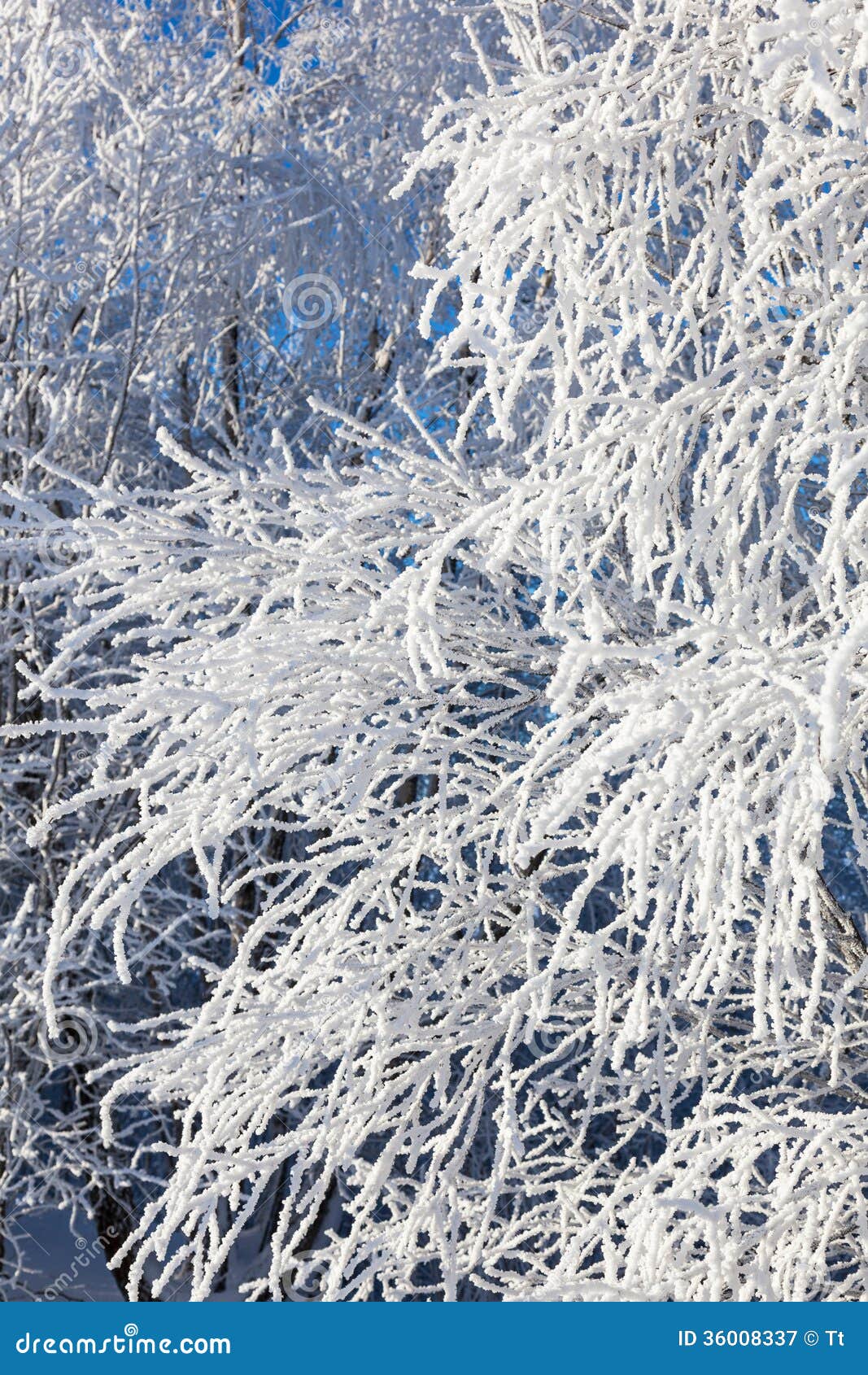 Hoarfrost stock image. Image of branches, twigs, tree - 36008337