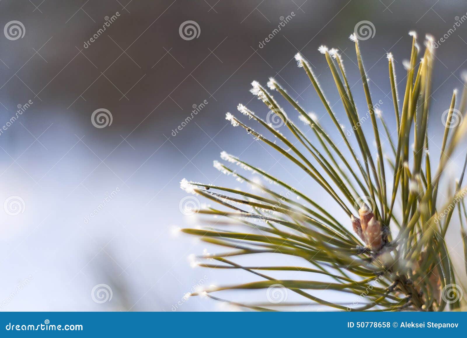 Hoarfrost on tree needles stock photo. Image of winter - 50778658