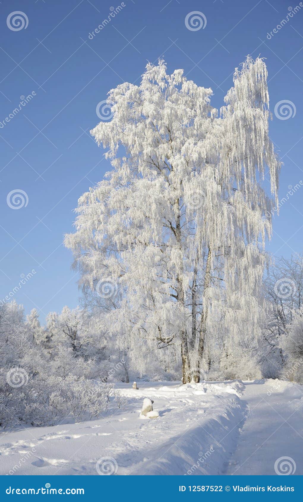 Hoarfrost on Tree in the Winter Stock Photo - Image of branch, sunlight ...