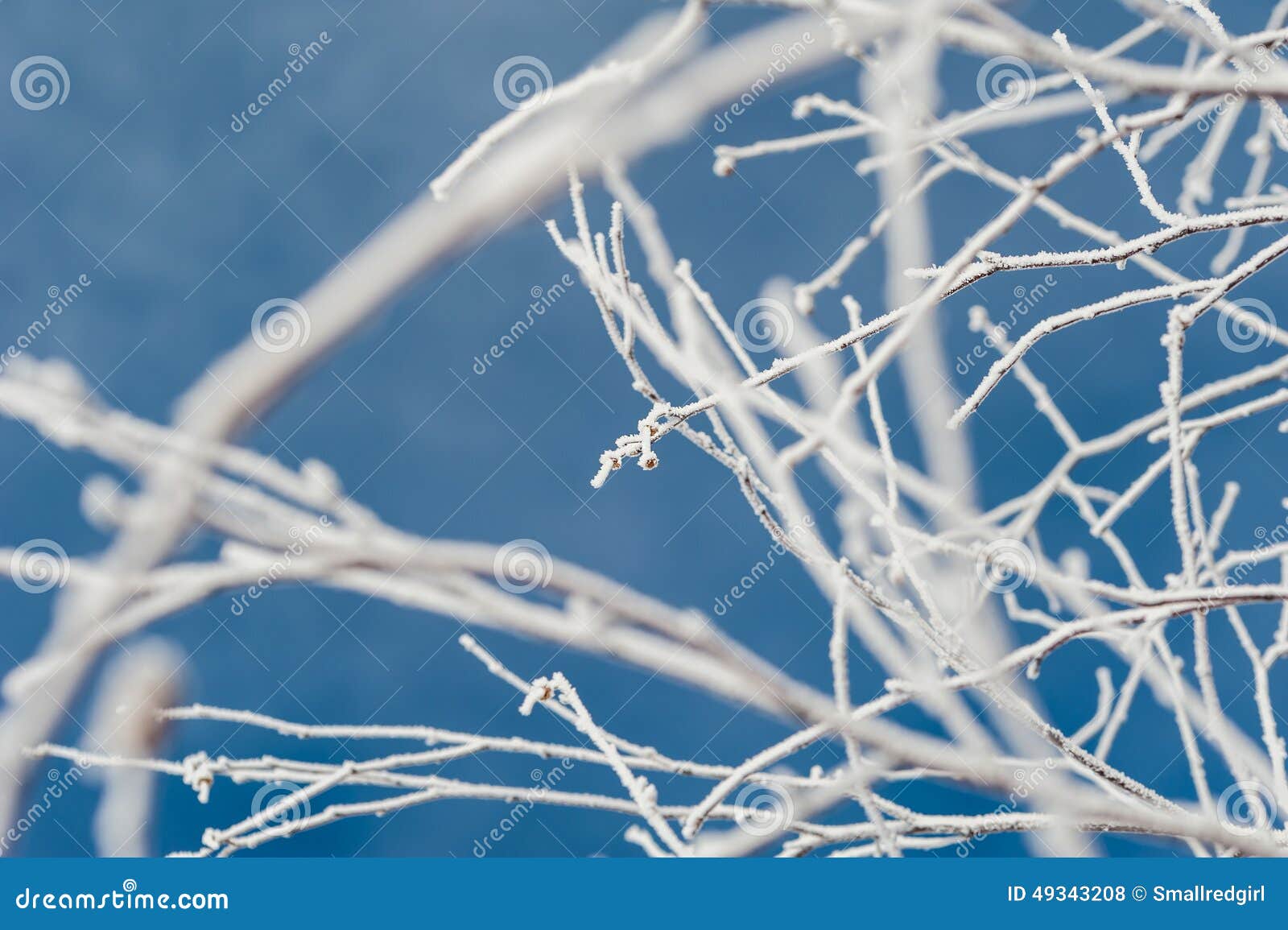 Hoarfrost on the Tree in Winter Forest Stock Photo - Image of frozen ...