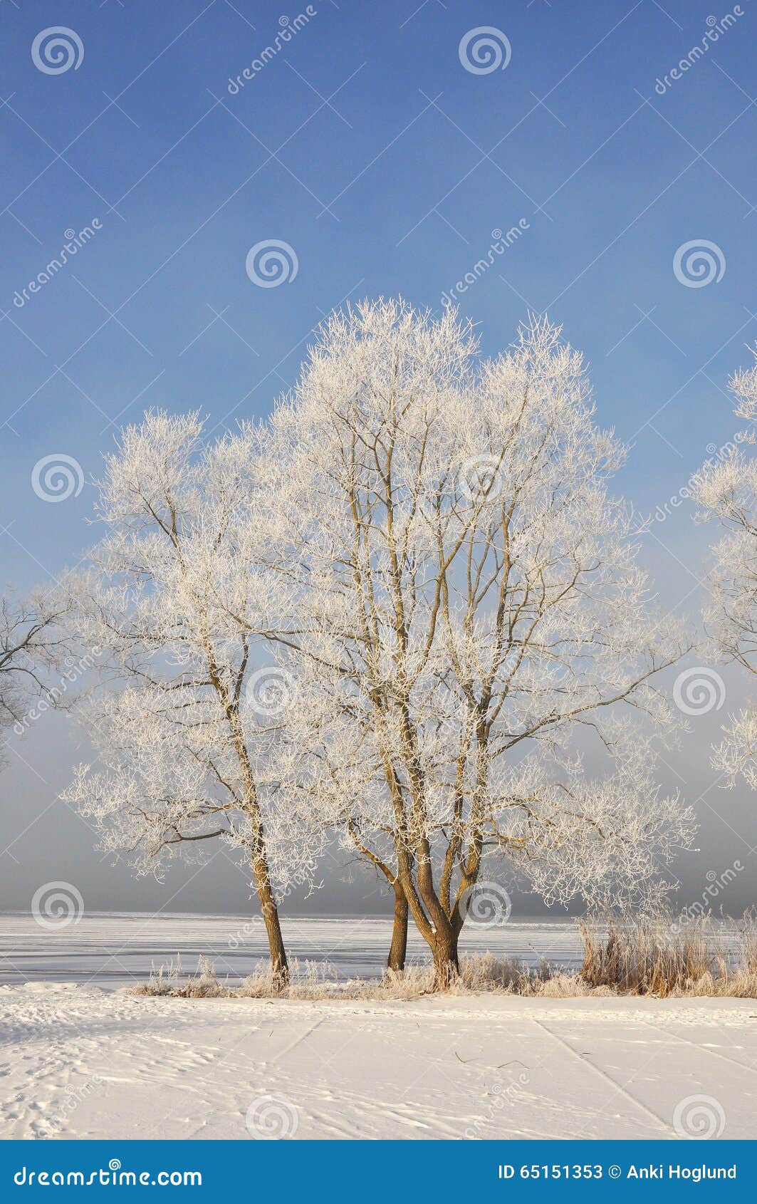 Hoarfrost tree stock image. Image of snow, rural, scenery - 65151353