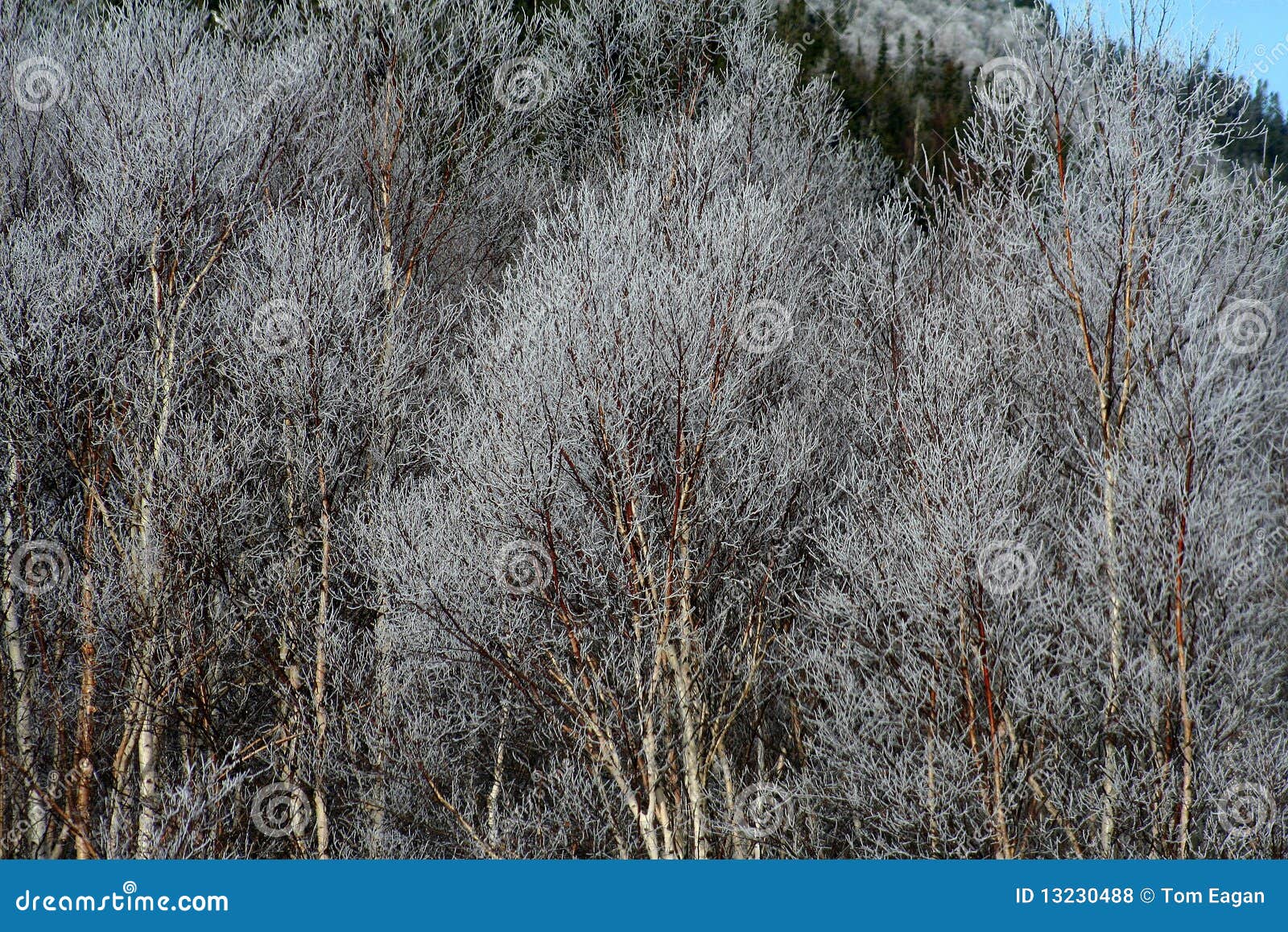 Hoarfrost on trees stock photo. Image of branch, hoar - 13230488