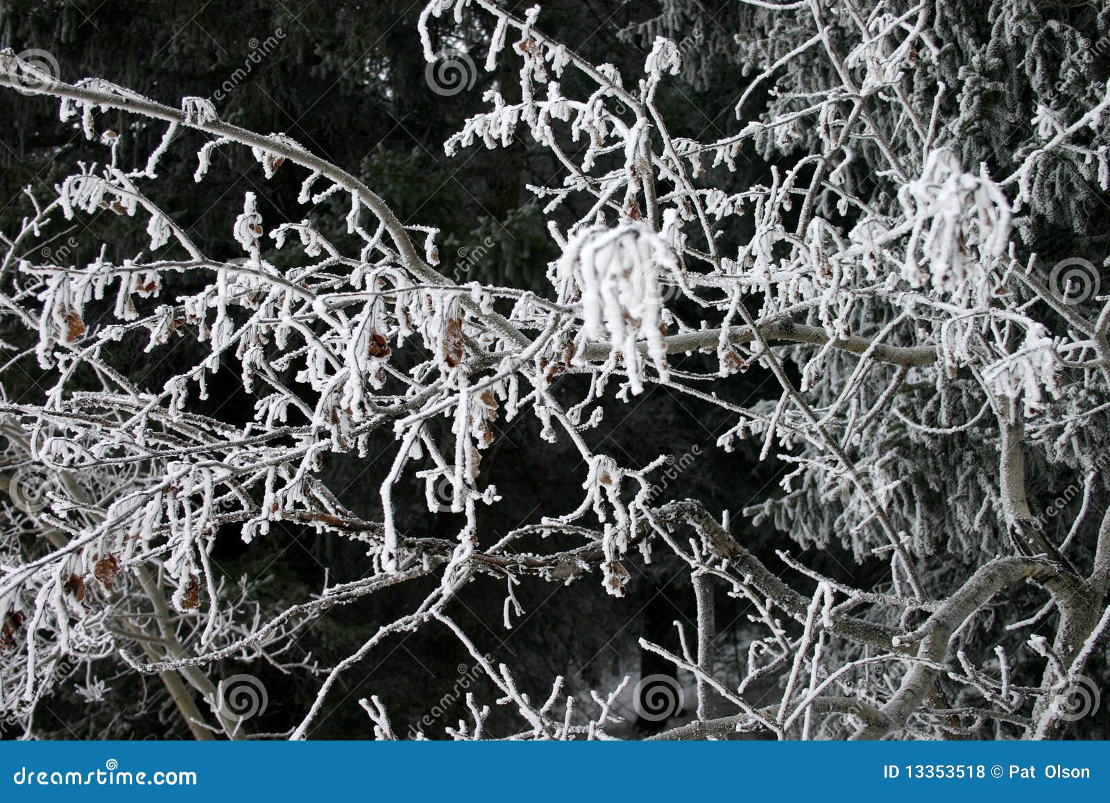 Hoarfrost on trees stock photo. Image of branches, trees - 13353518