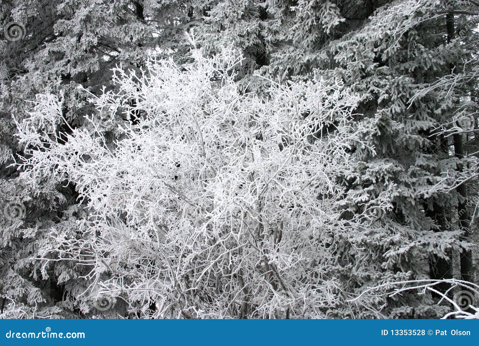 Hoarfrost on trees stock photo. Image of evergreens, branches - 13353528