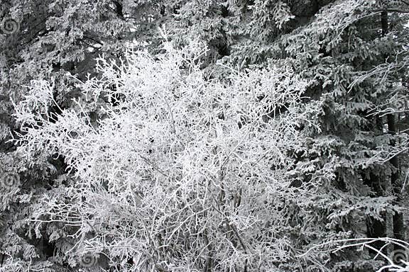 Hoarfrost on trees stock photo. Image of evergreens, branches - 13353528