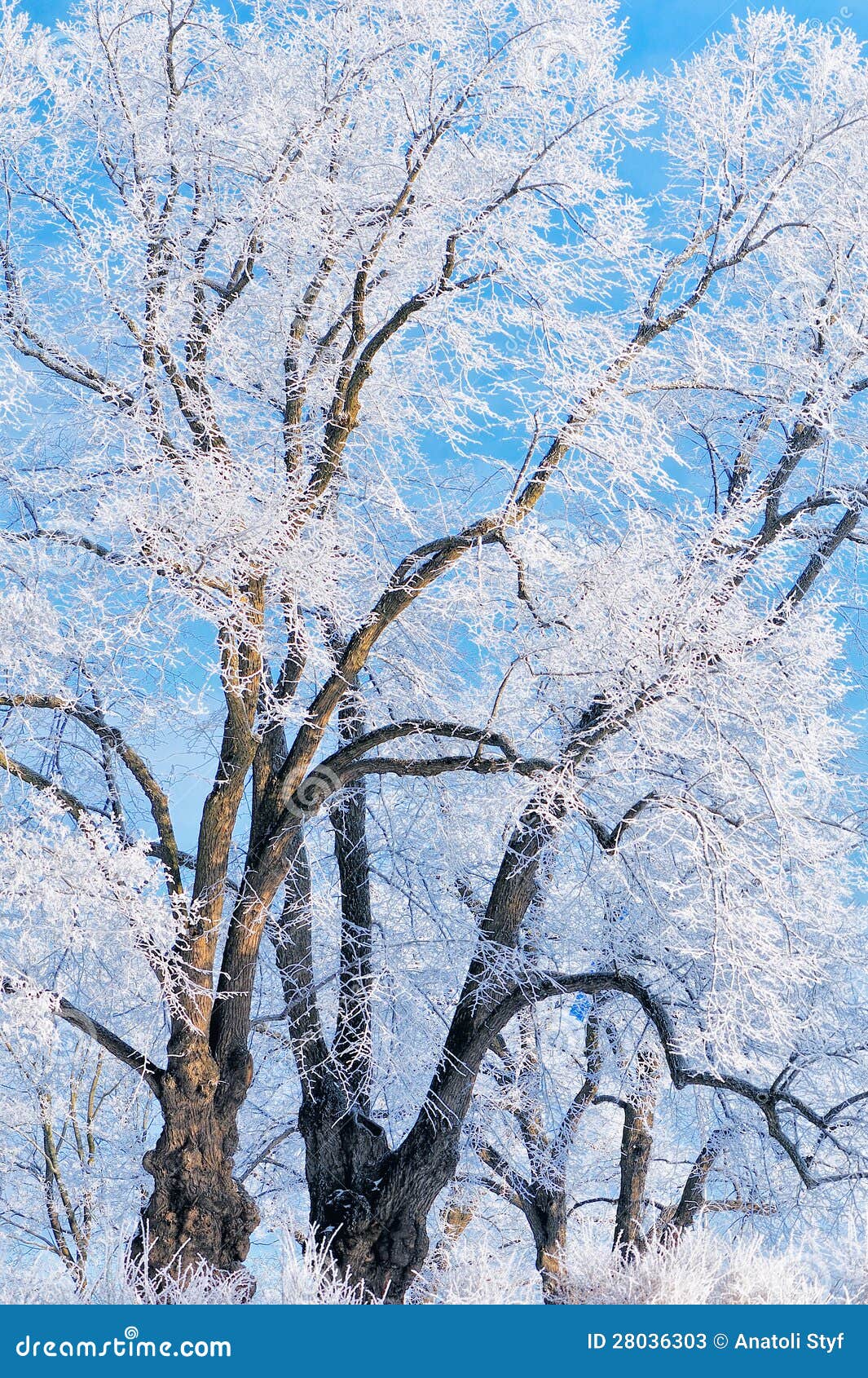 Hoarfrost on the trees stock image. Image of branch, freezing - 28036303