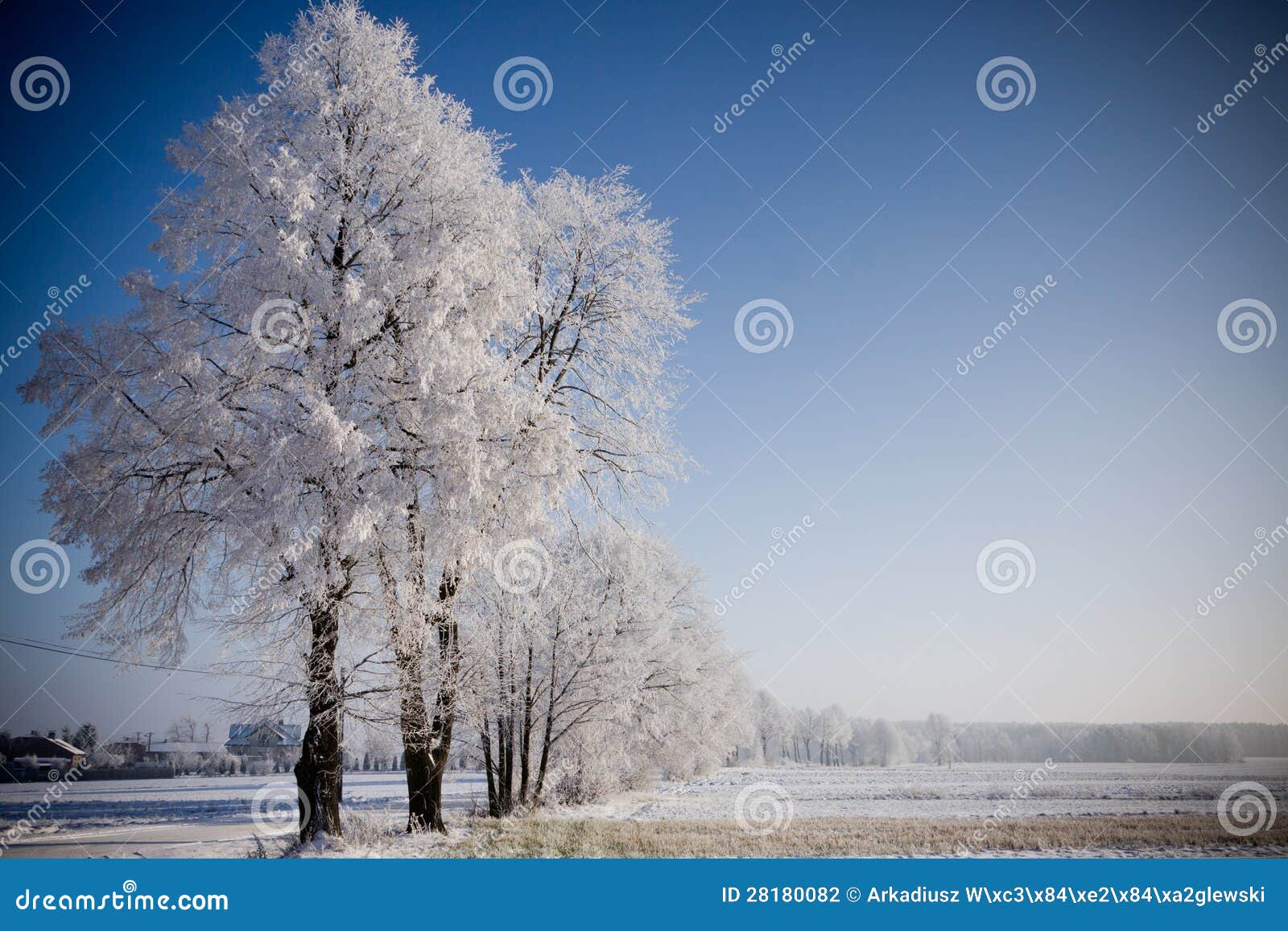 Hoarfrost on trees stock photo. Image of sprig, shudder - 28180082
