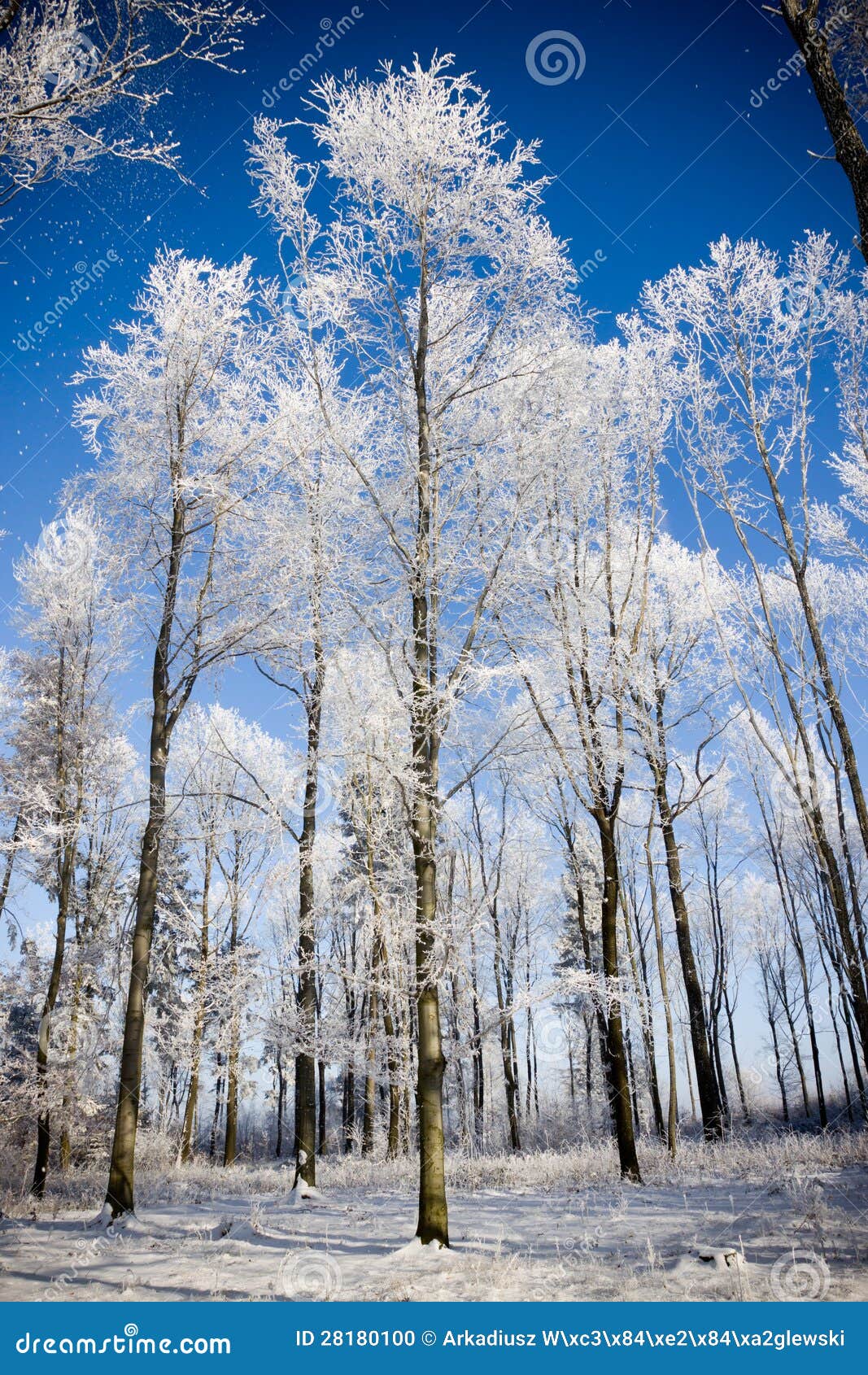 Hoarfrost on trees stock photo. Image of branch, pine - 28180100