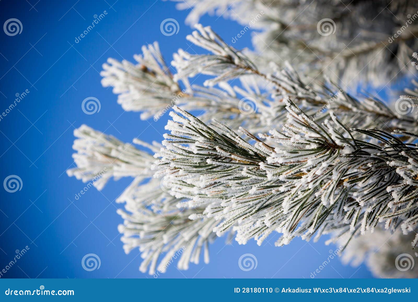 Hoarfrost on trees stock photo. Image of branch, white - 28180110