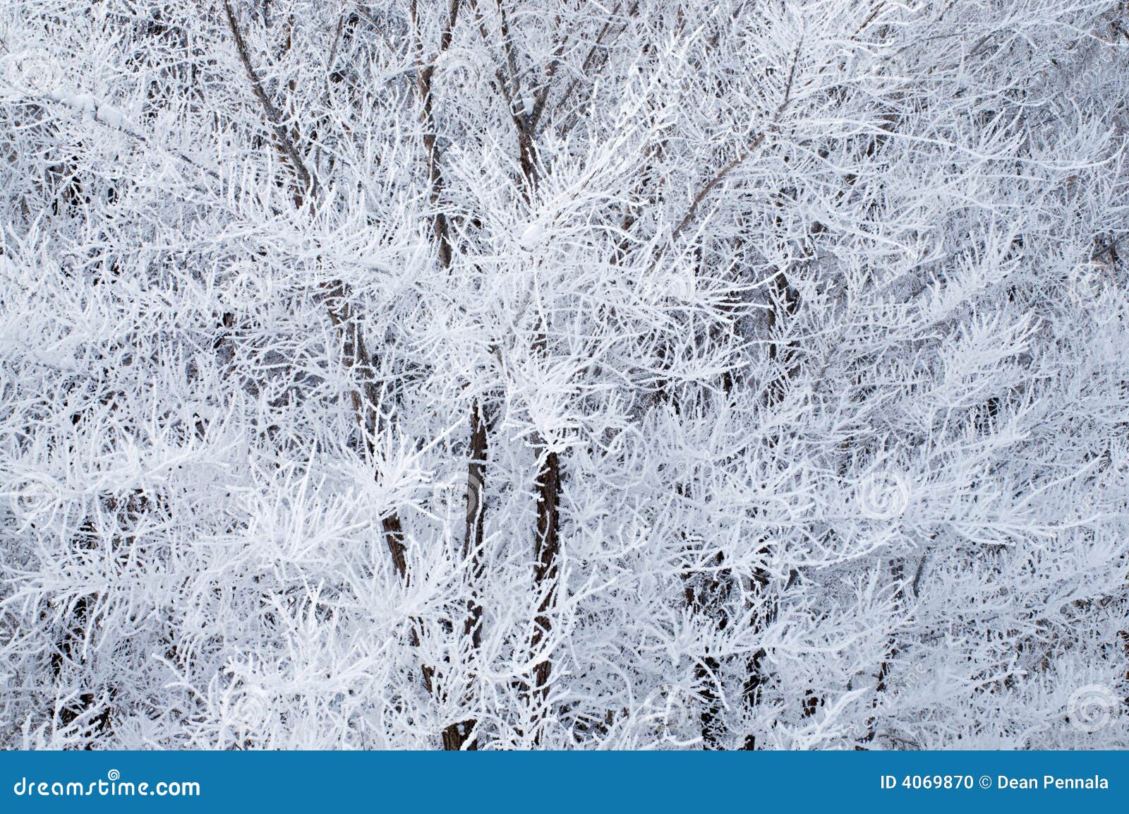 Hoarfrost on Trees stock photo. Image of hoarfrost, textured - 4069870
