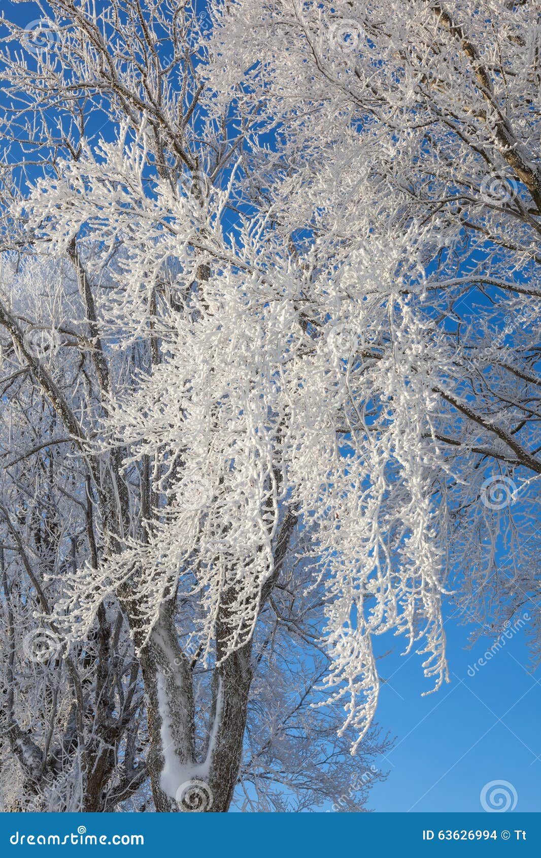 Hoarfrost on the trees stock photo. Image of natural - 63626994