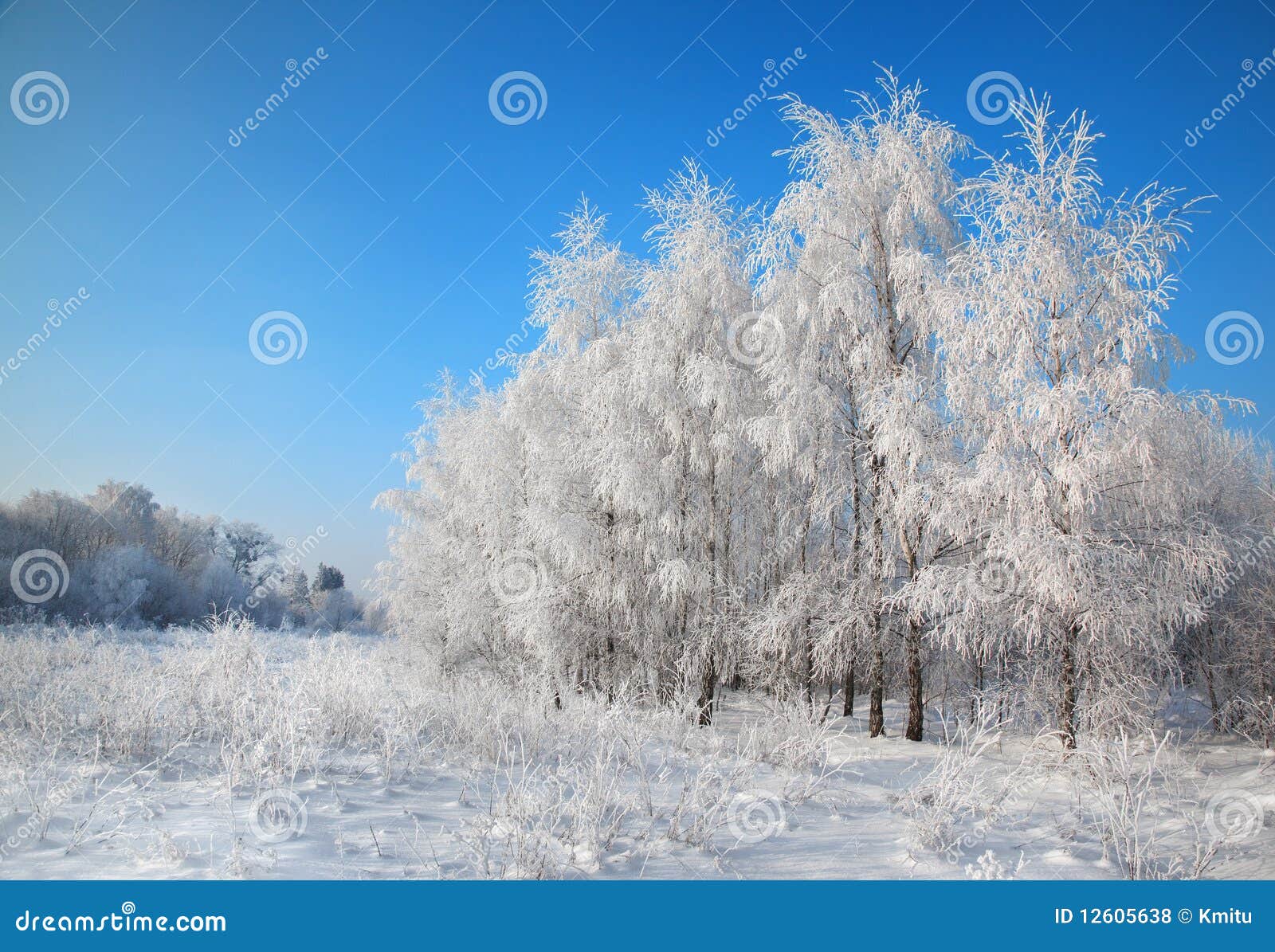 Hoarfrost on Trees and Bushes Stock Photo - Image of wild, nature: 12605638