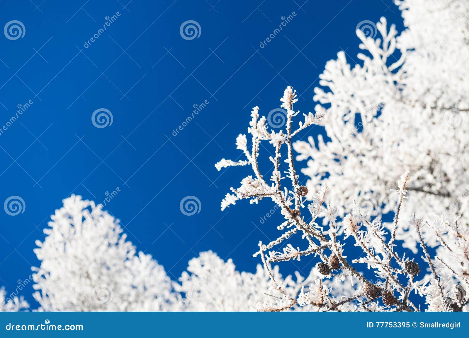 Hoarfrost on the Trees and Dark Blue Sky Stock Image - Image of ...
