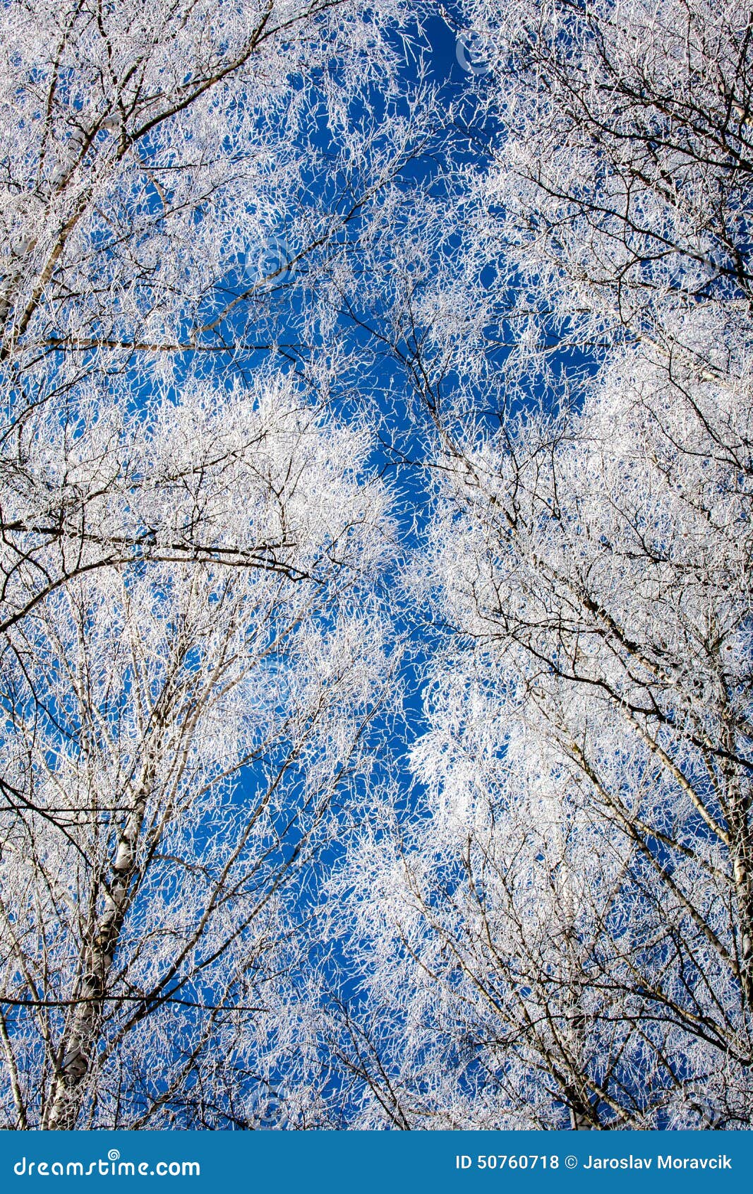 Hoarfrost on trees stock photo. Image of branch, coating - 50760718