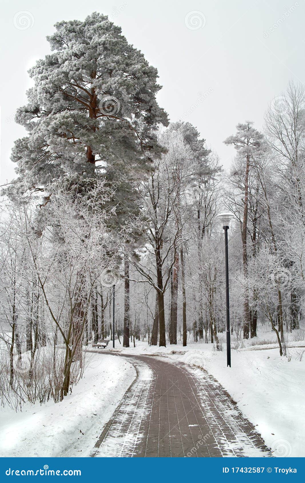 Hoarfrost on Trees in Winter. Stock Image - Image of view, cool: 17432587