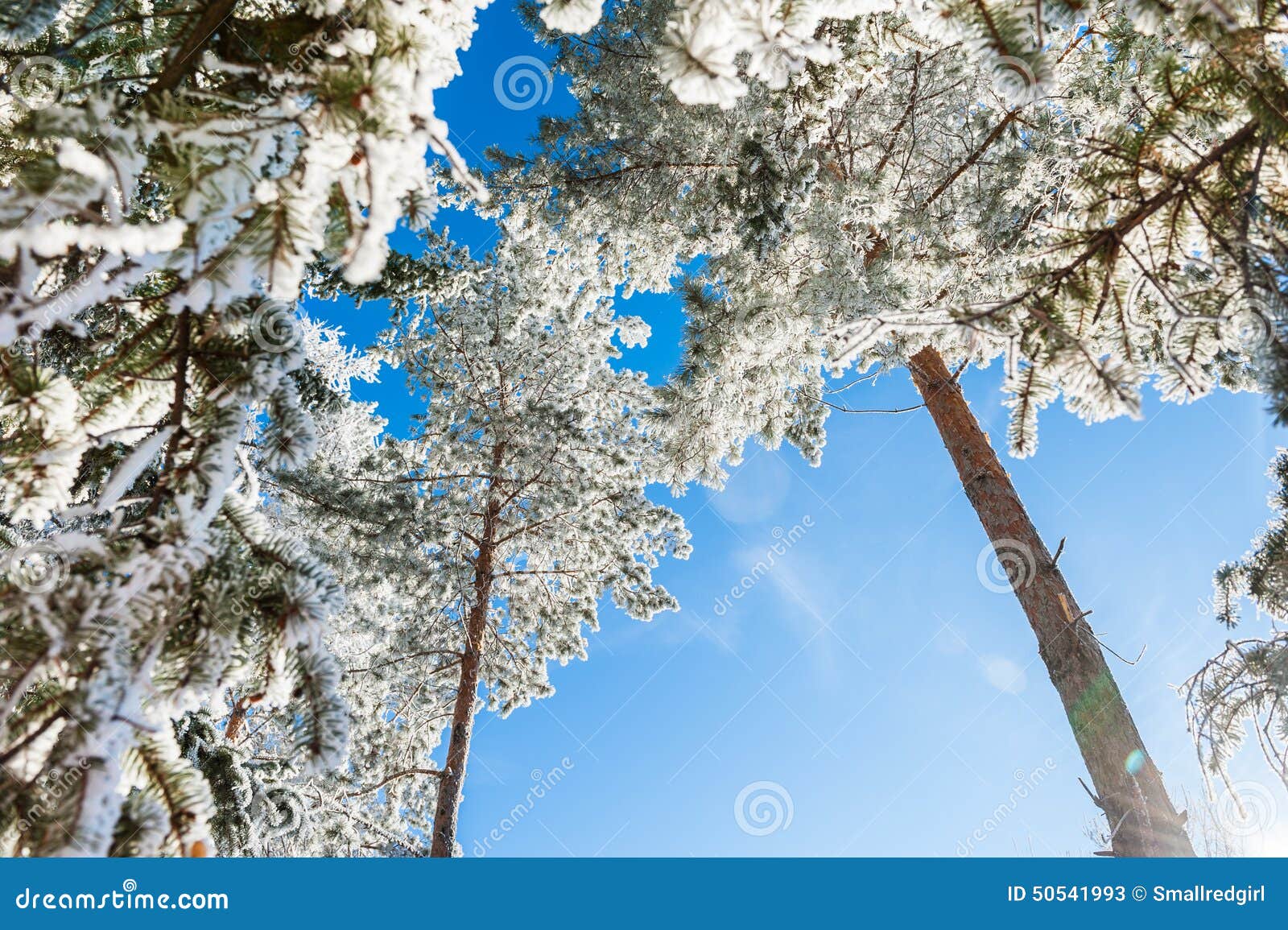 Hoarfrost on the Trees in Winter Forest. Stock Image - Image of rime ...