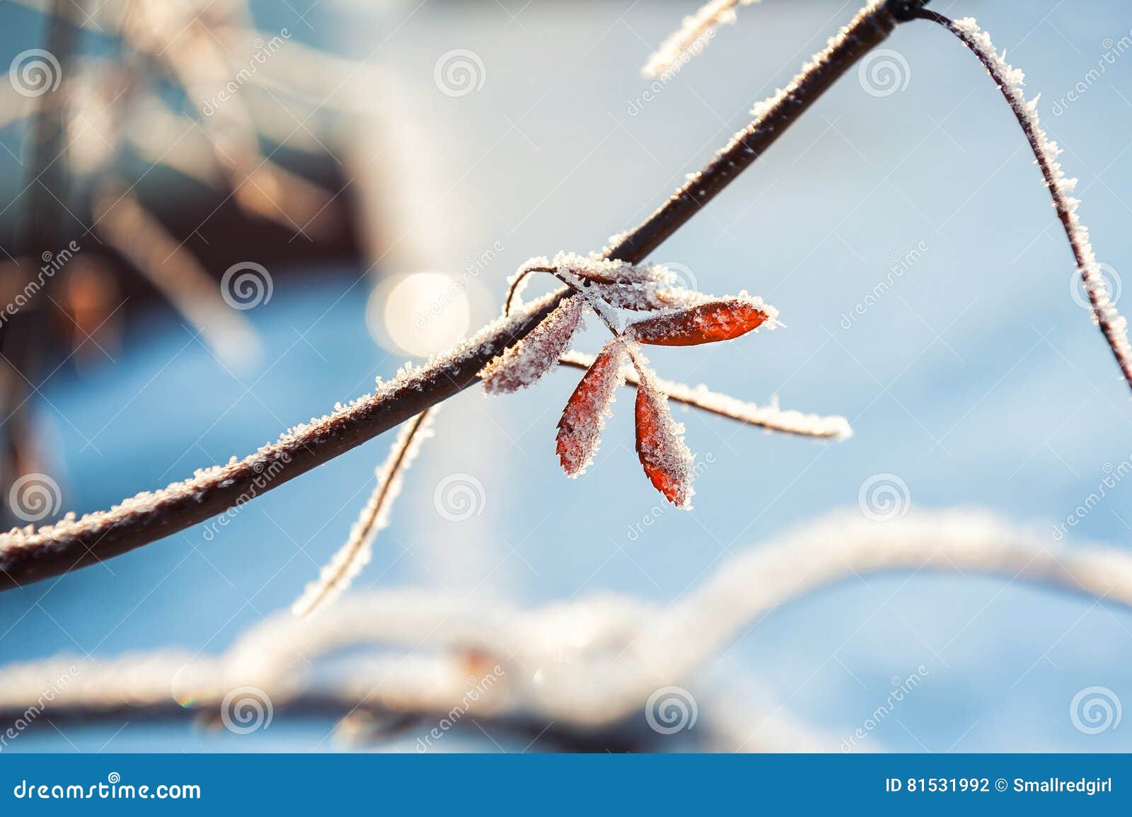 Hoarfrost on the Trees in Winter Forest Stock Photo - Image of frosty ...
