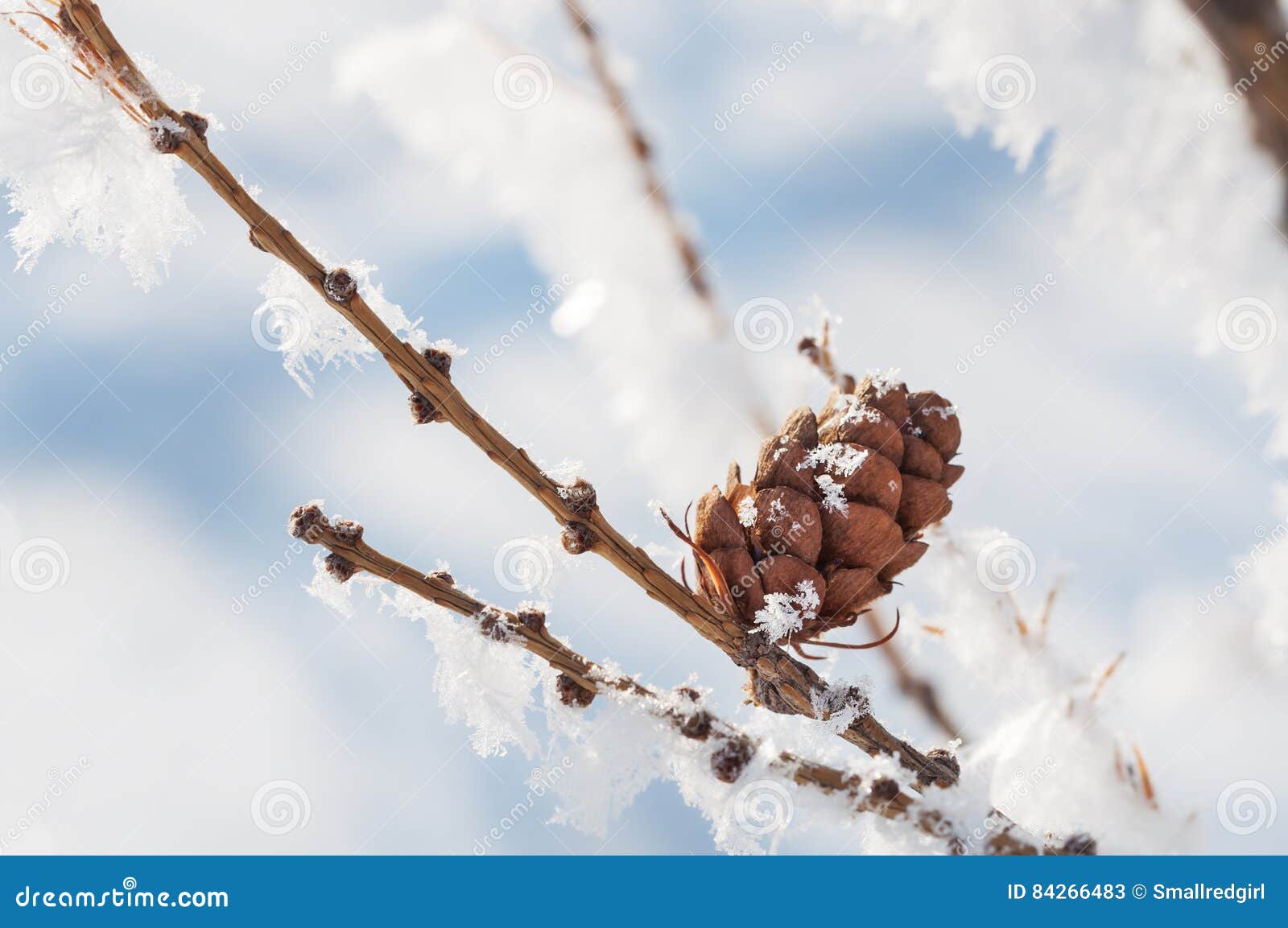 Hoarfrost on the Trees in Winter Forest Stock Image - Image of rural ...