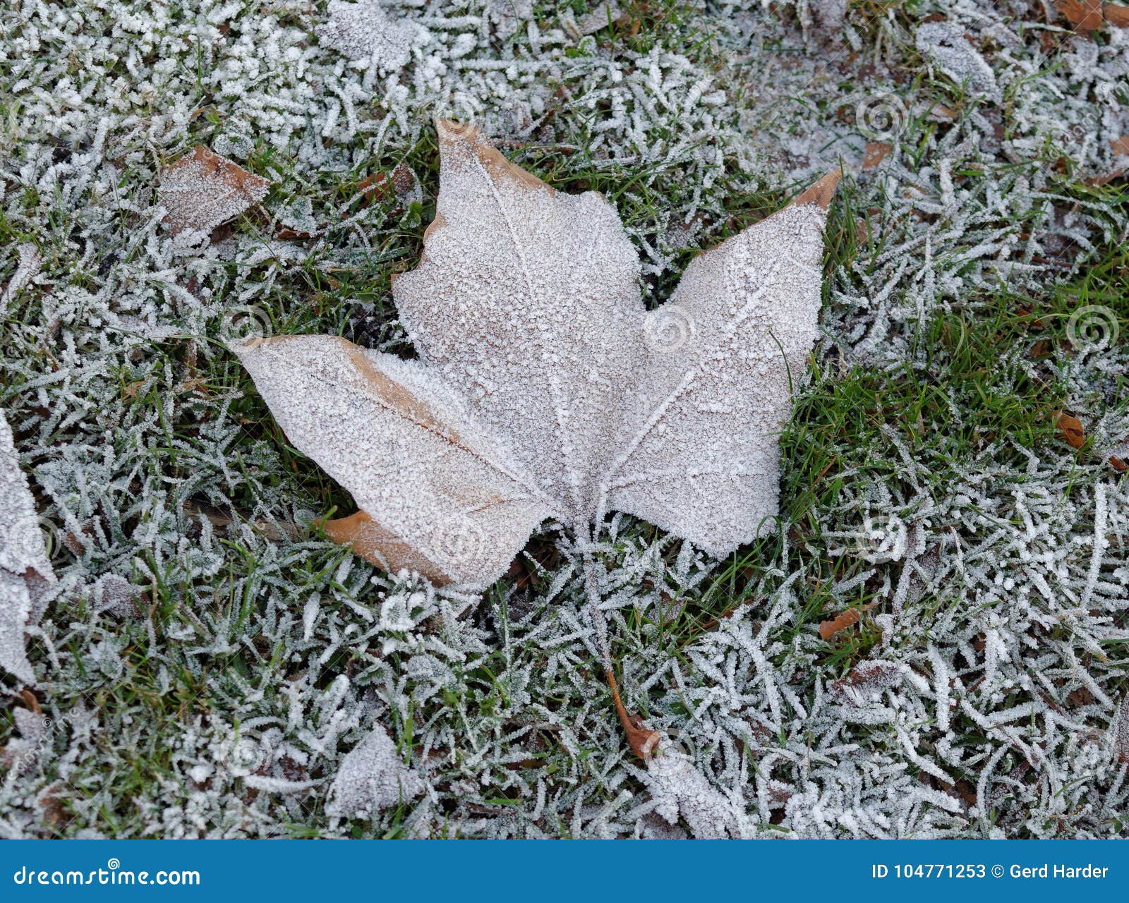 Frozen Leaf On Ground Royalty-Free Stock Photo | CartoonDealer.com ...