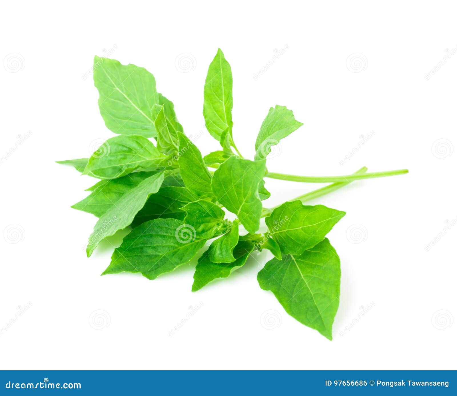 Hoary Basil or Basilicum on White Background, Ingredient for Coo Stock ...