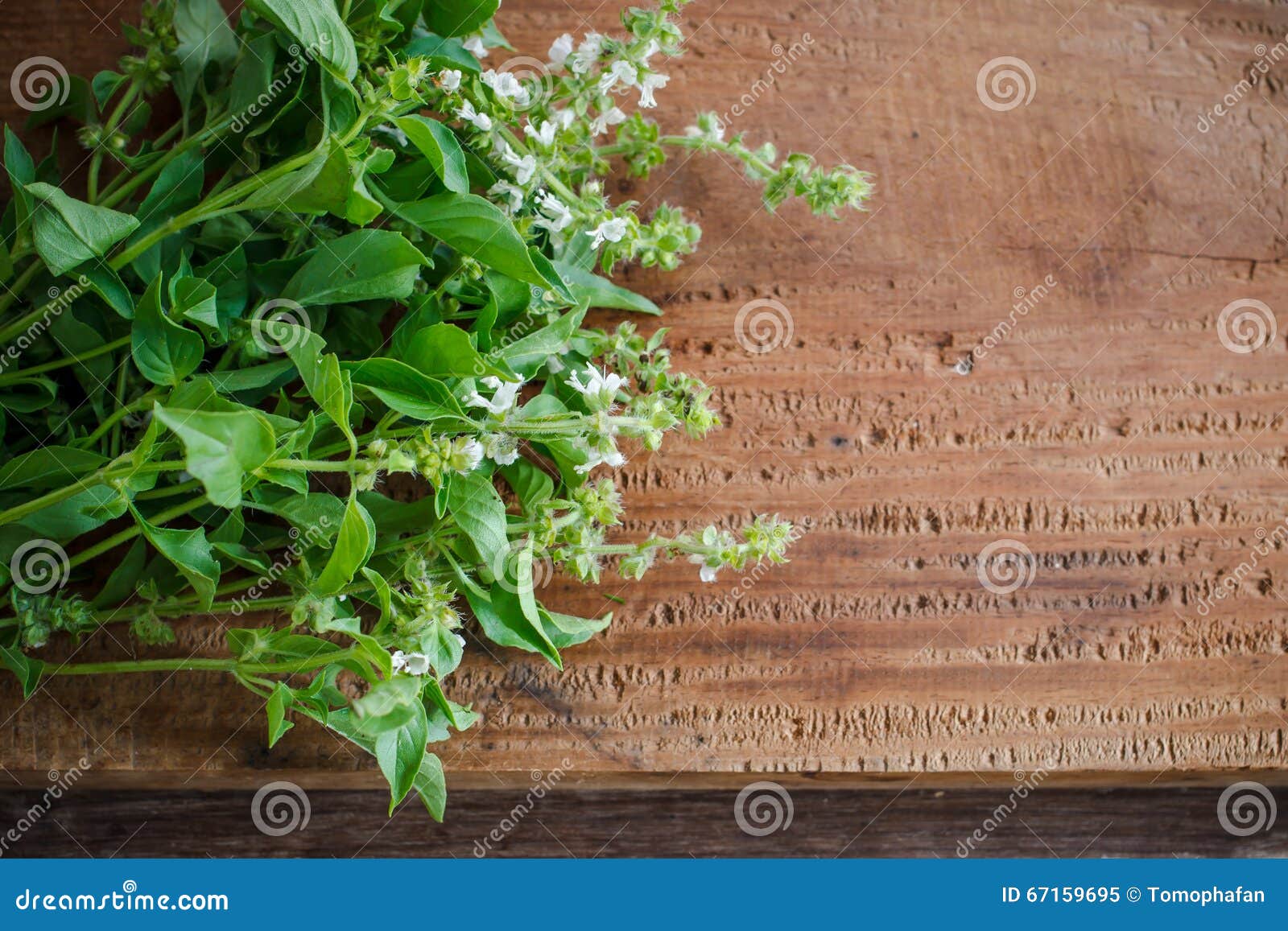 Hoary basil stock image. Image of aromatherapy, esan - 67159695
