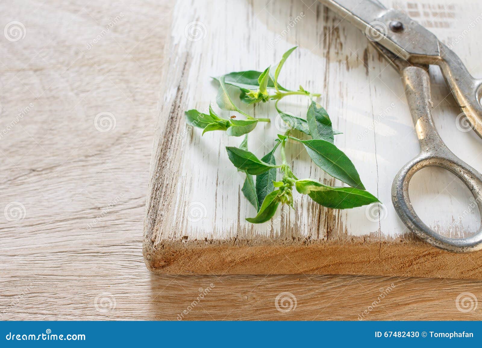 Hoary basil. stock photo. Image of agriculture, rustic - 67482430