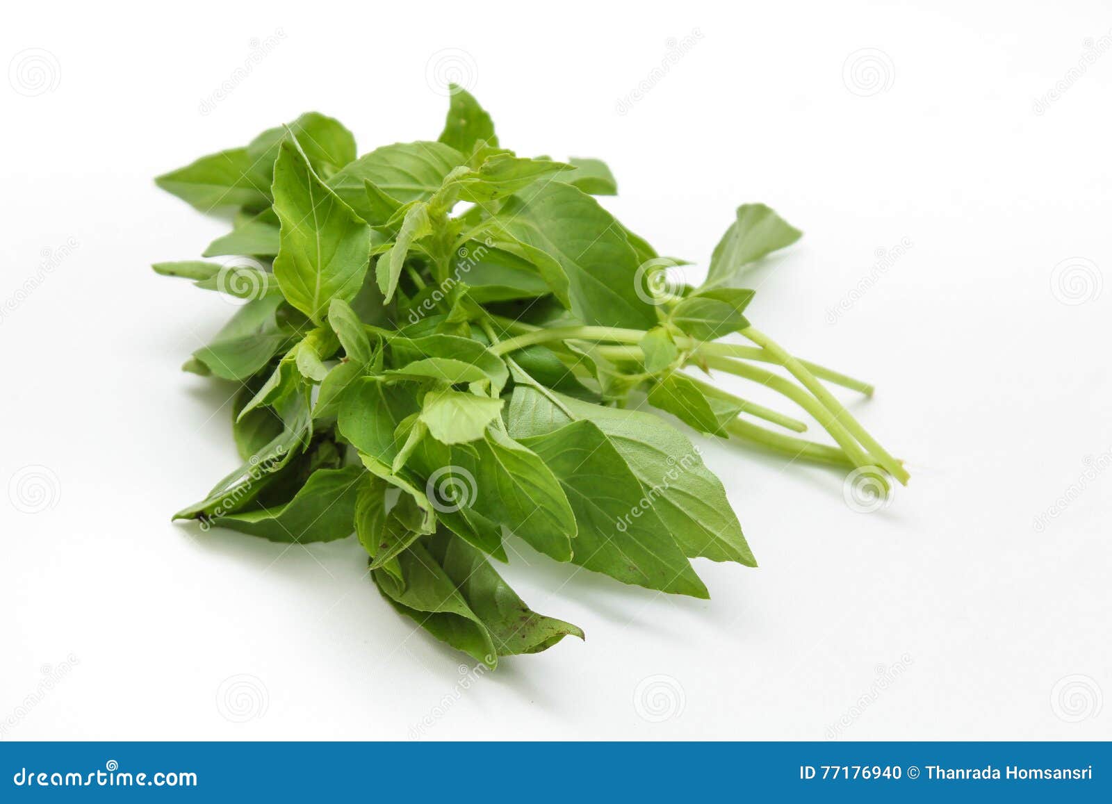 Hoary basil or lemon basil stock photo. Image of flower - 77176940