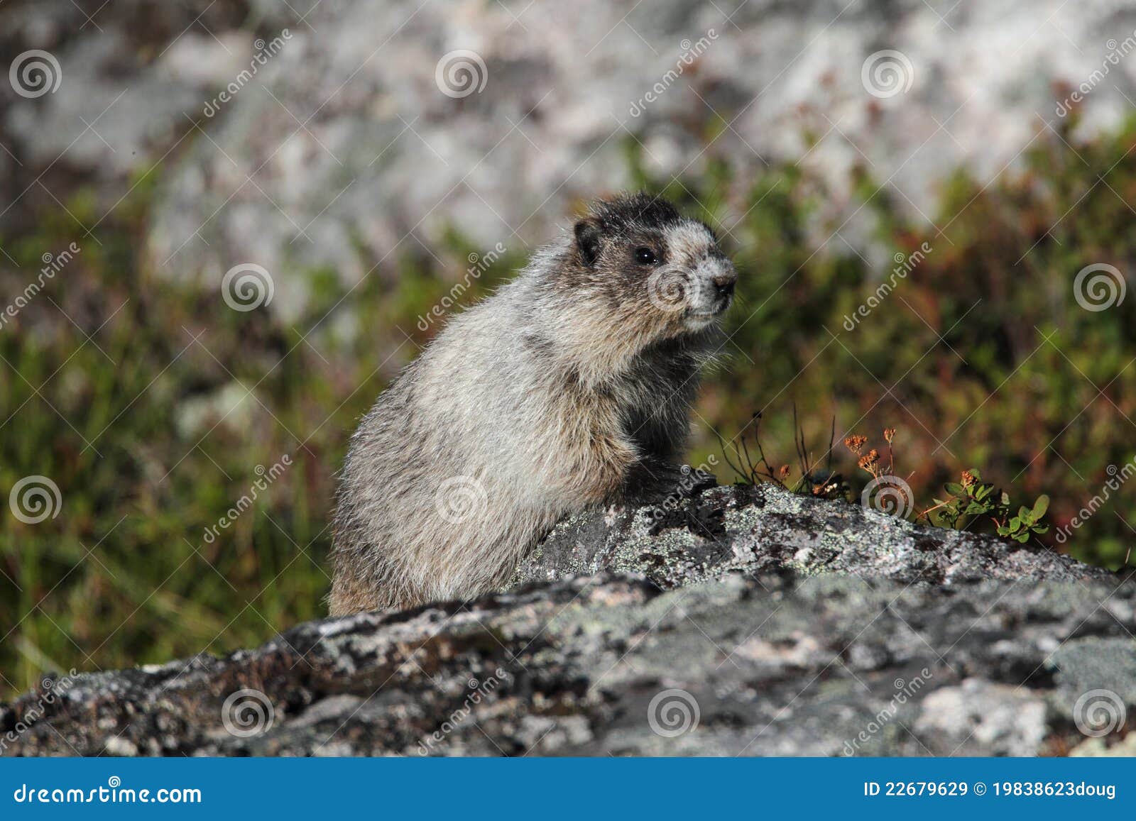 Hoary Marmot stock image. Image of hoary, rock, grass - 22679629