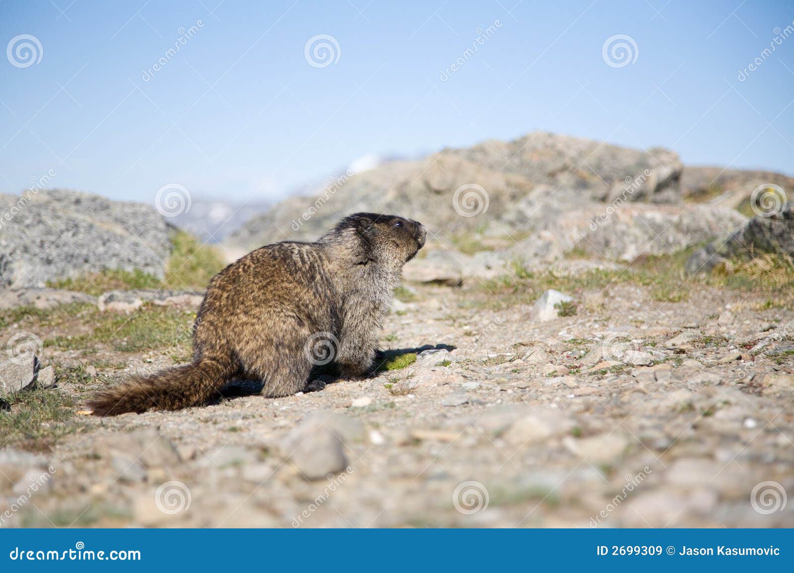 Hoary Marmot stock image. Image of wildlife, alpine, animal - 2699309