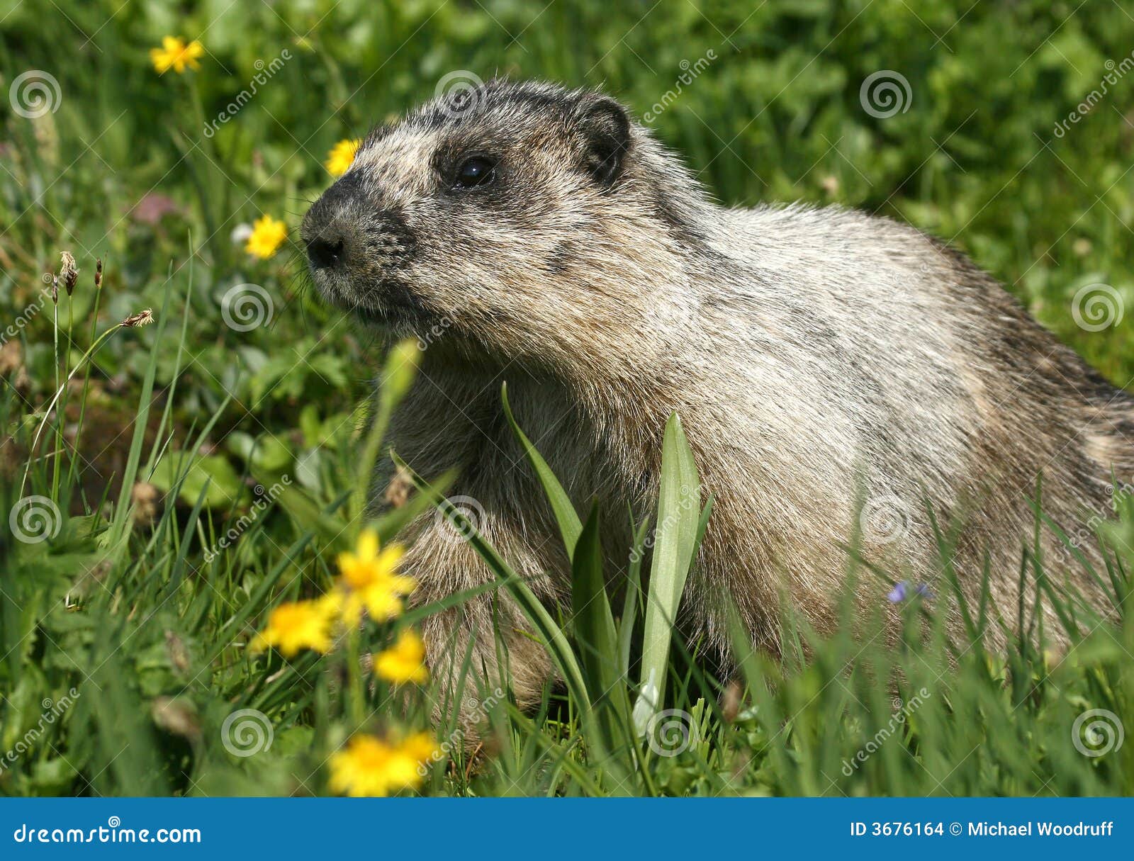Hoary Marmot stock photo. Image of close, silver, glacier - 3676164
