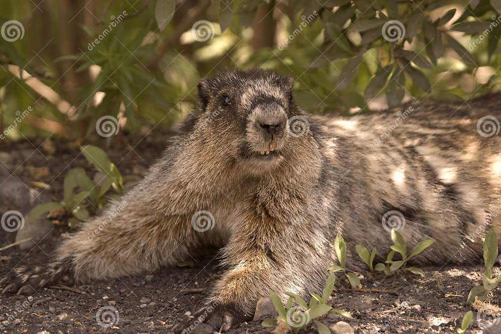 Hoary marmot. stock image. Image of rodent, marmot, teeth - 3812817