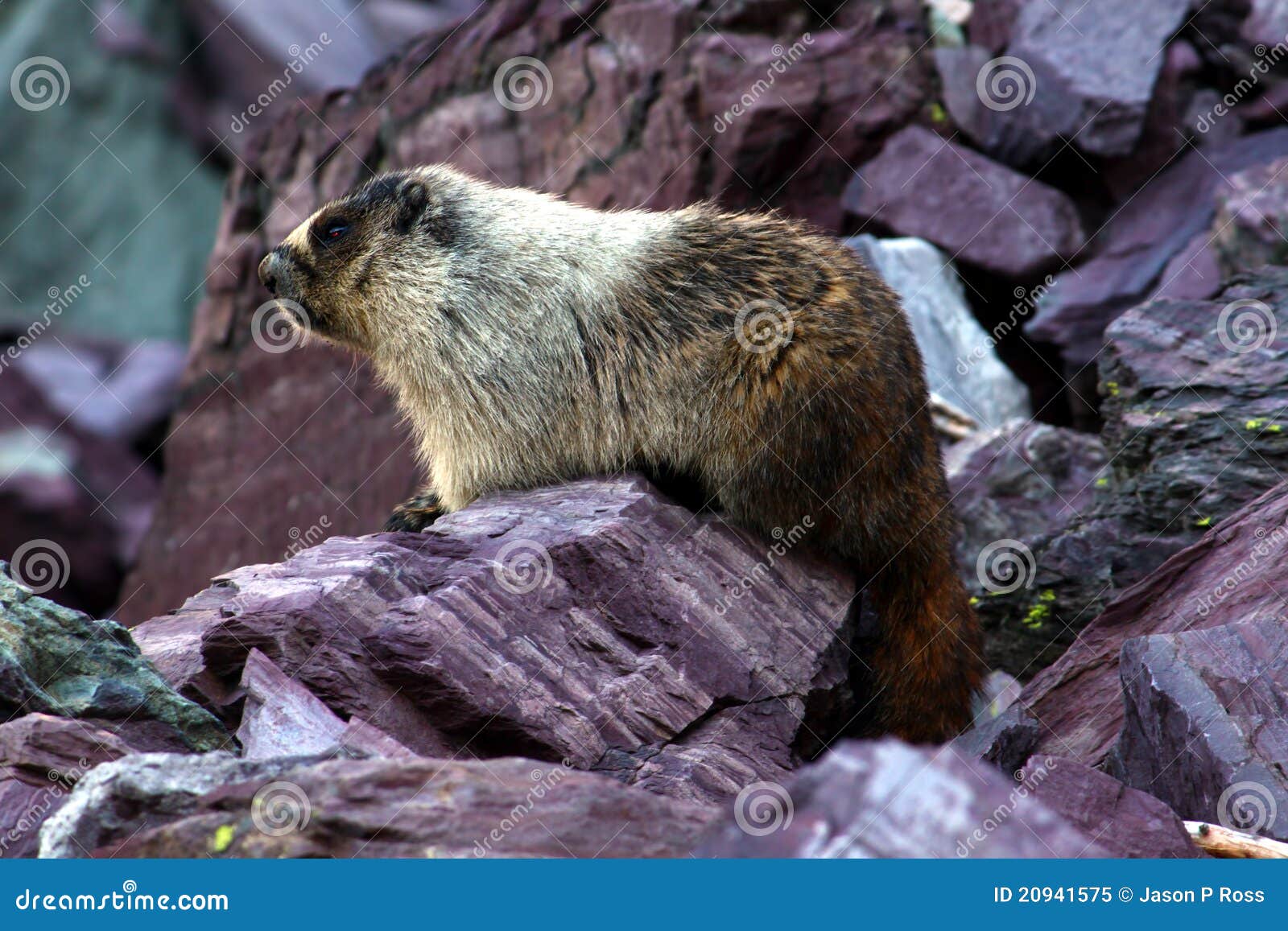 Hoary Marmot (Marmota Caligata) Stock Image - Image of hoary, boulder ...