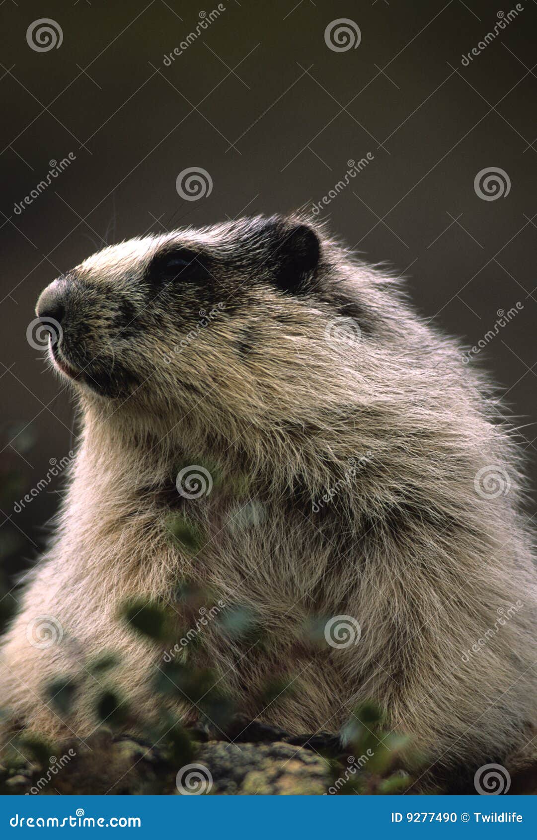 Hoary Marmot Portrait stock photo. Image of marmot, animal - 9277490