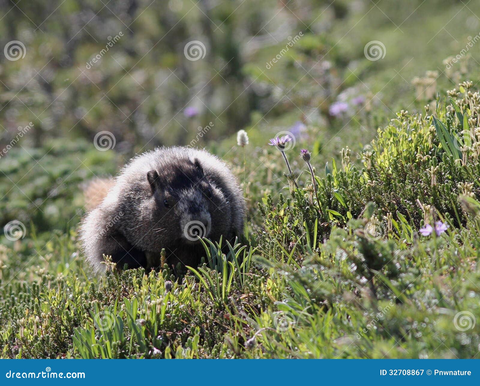 Hoary Marmot Running through a Meadow Stock Image - Image of caligata ...