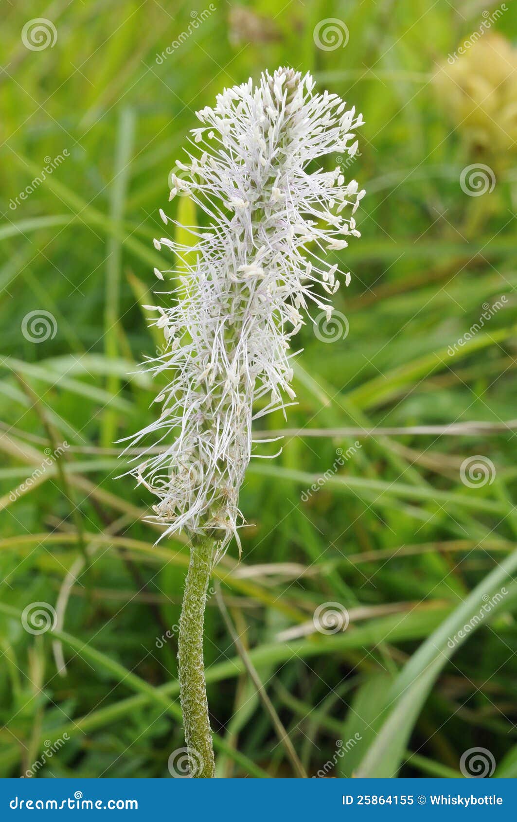 Hoary Plantain stock image. Image of wildlife, summer - 25864155