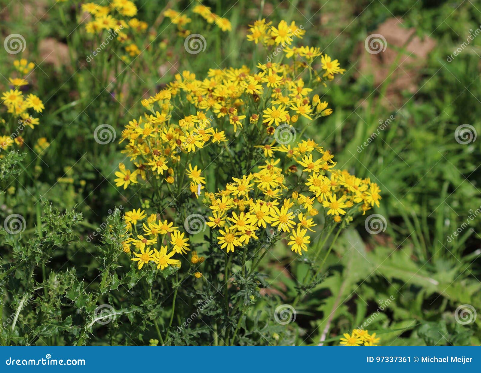 Hoary ragwort stock image. Image of curly, asteraceae - 97337361
