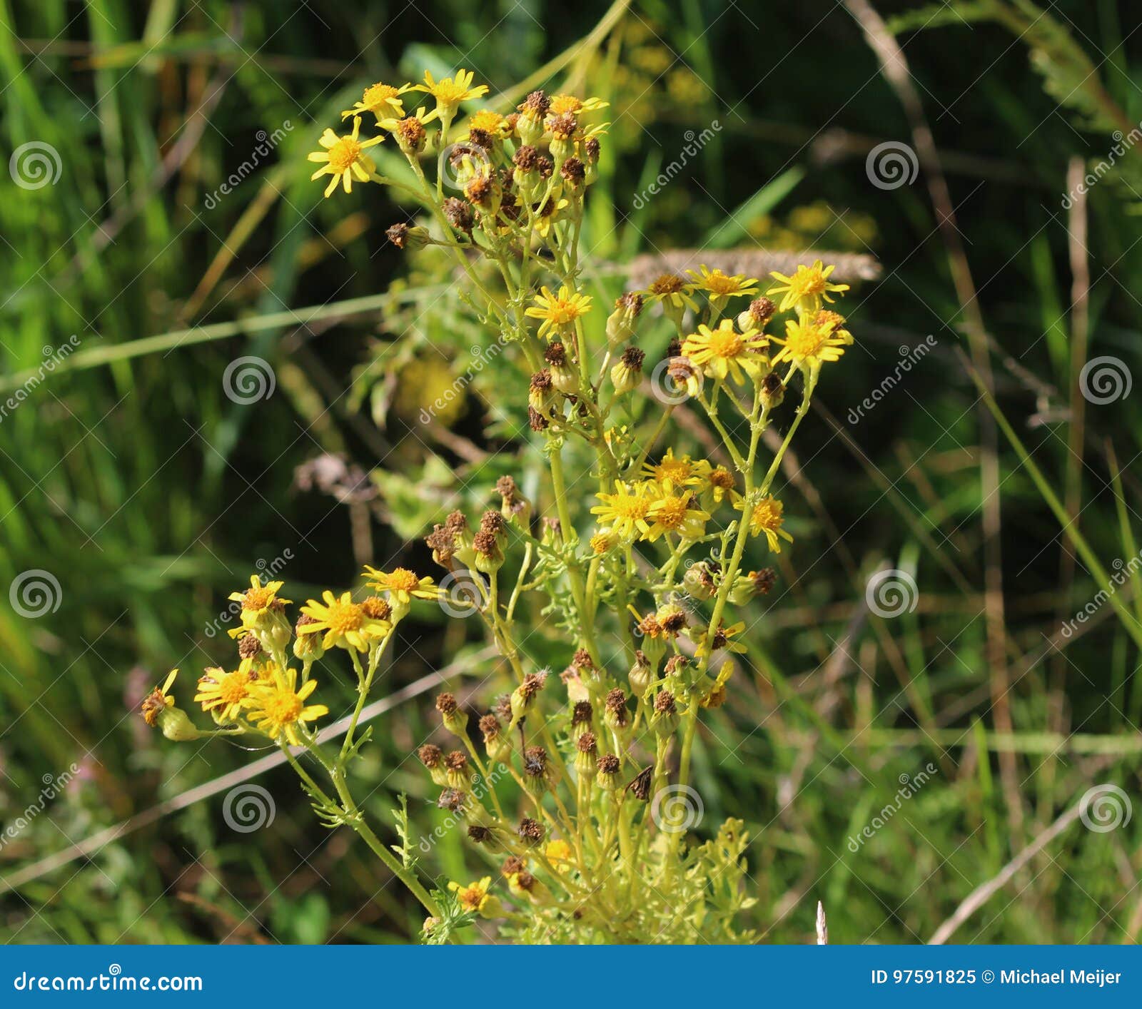 Hoary ragwort stock image. Image of macro, beautiful - 97591825